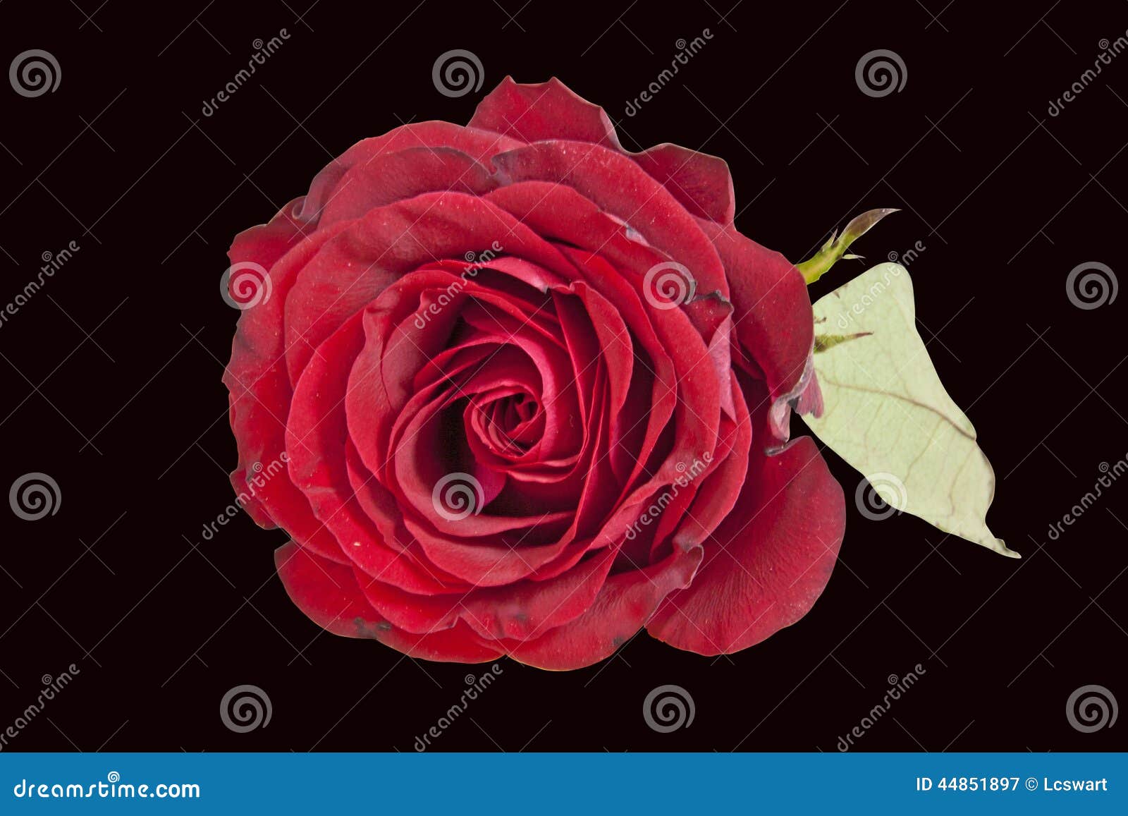 Single Deep Red Rose on Black Background Stock Image - Image of love ...
