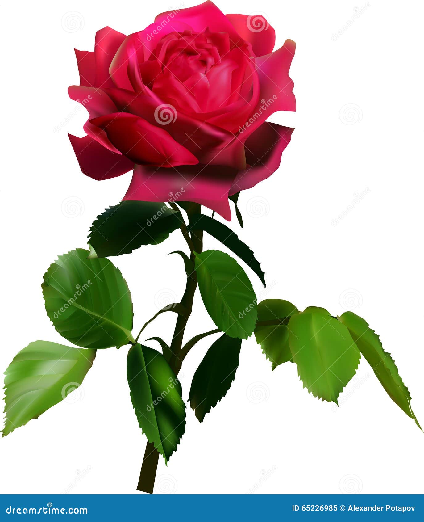 Single Deep Red Rose on Green Stem Stock Vector - Illustration of ...