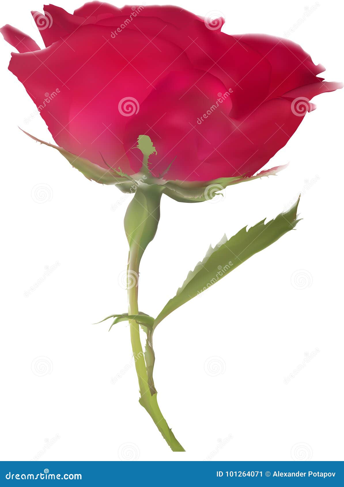 Single Deep Red Rose Isolated on White Stock Vector - Illustration of ...