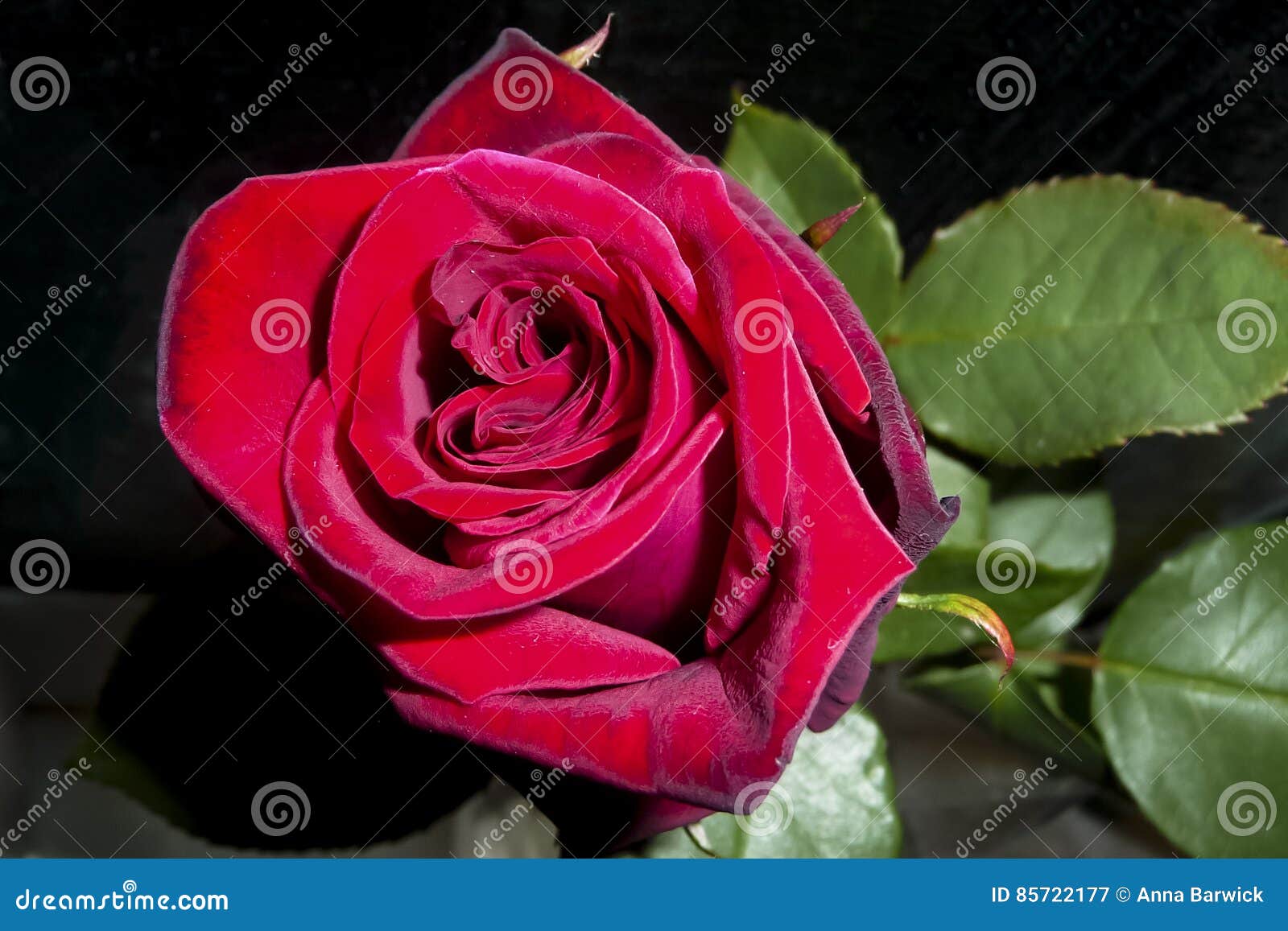 Single deep red rose stock image. Image of bloom, open - 85722177