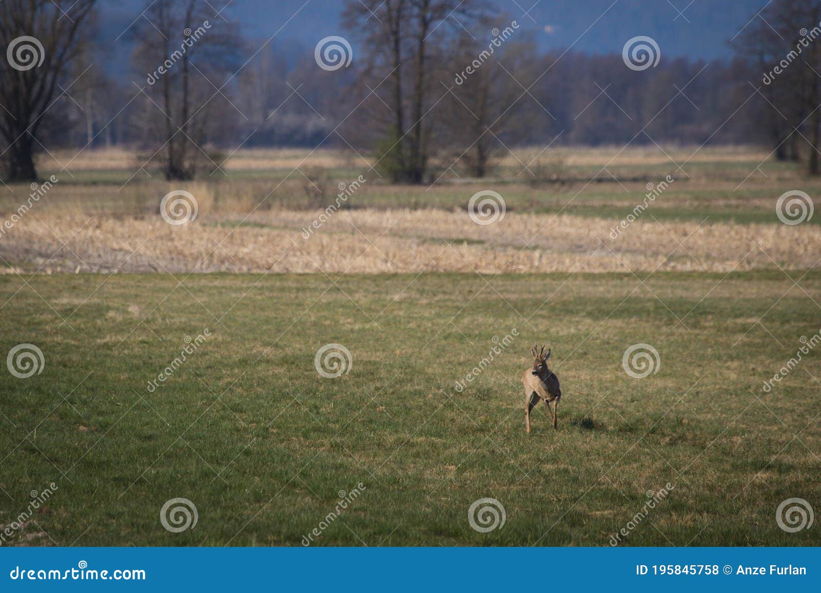 Single Deer on a Field Eating Grass and Seeds with Visible Trees and ...