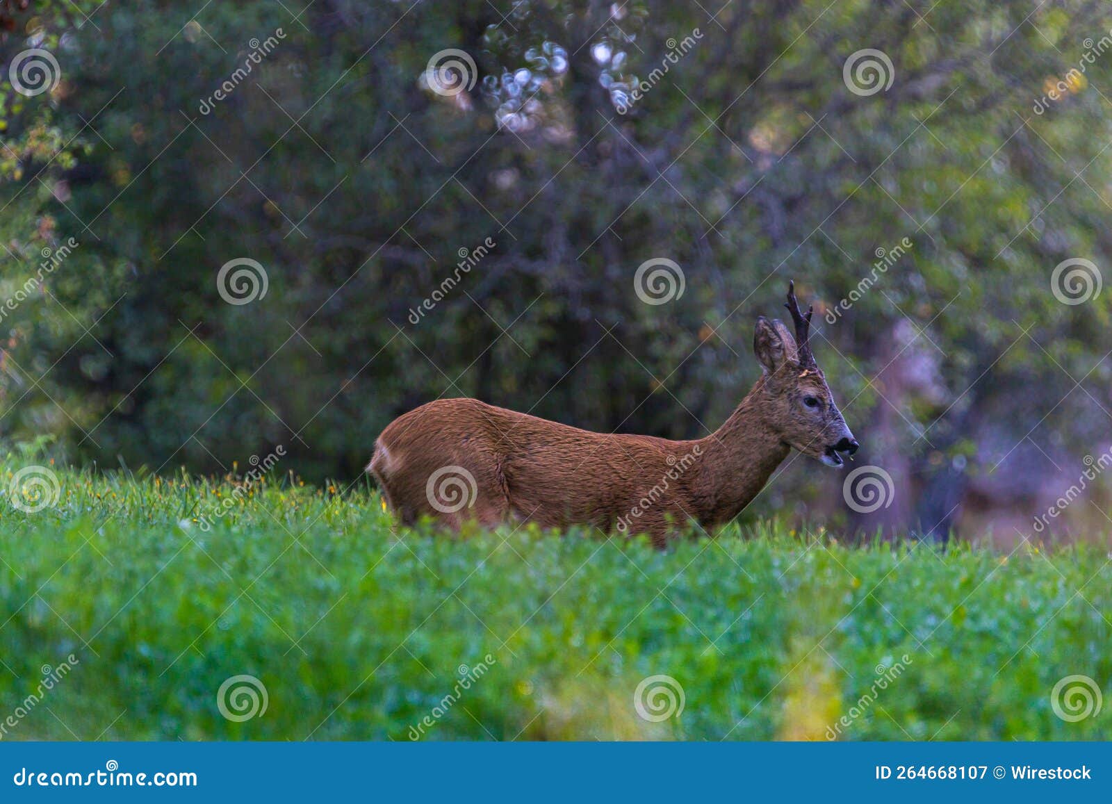 Single Deer on Grass in the Swedish Forest Against Blur Background ...