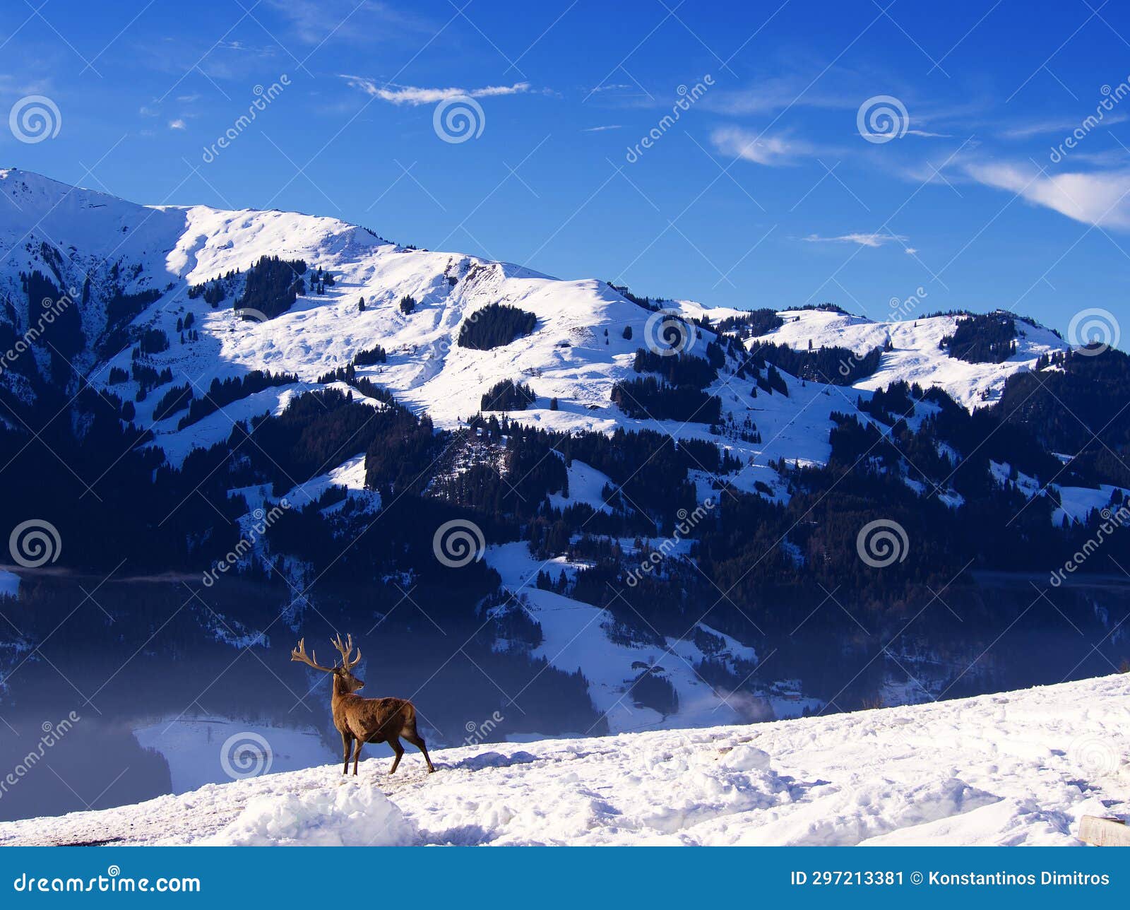 Single Deer Looking at Austrian Alps Stock Image - Image of deer ...