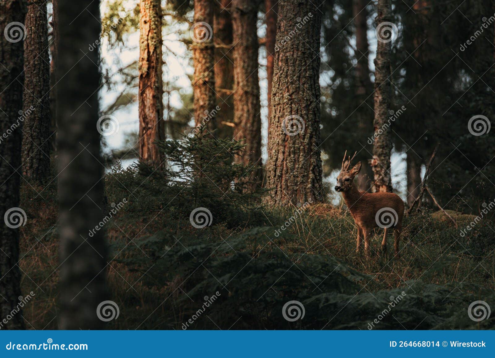 Single Deer in the Swedish Forest Stock Photo - Image of environment ...