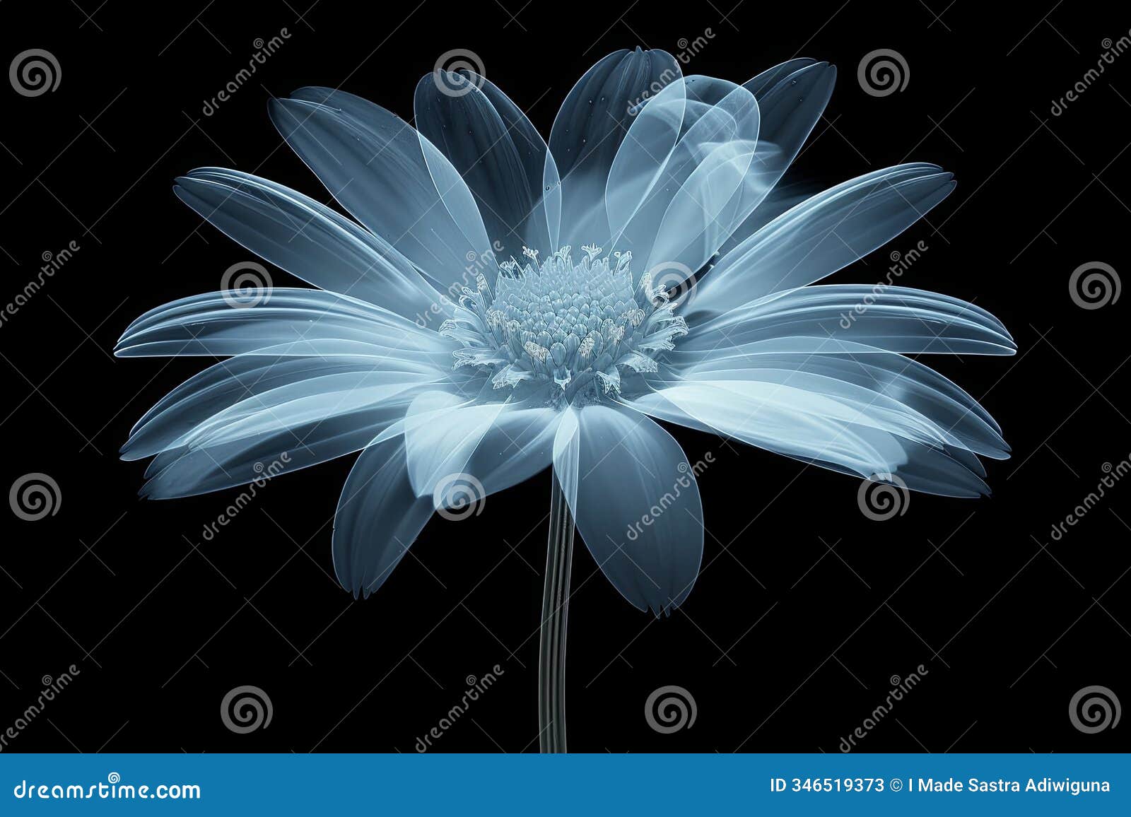 A Single, Delicate, Light Blue Daisy Flower with a Translucent ...