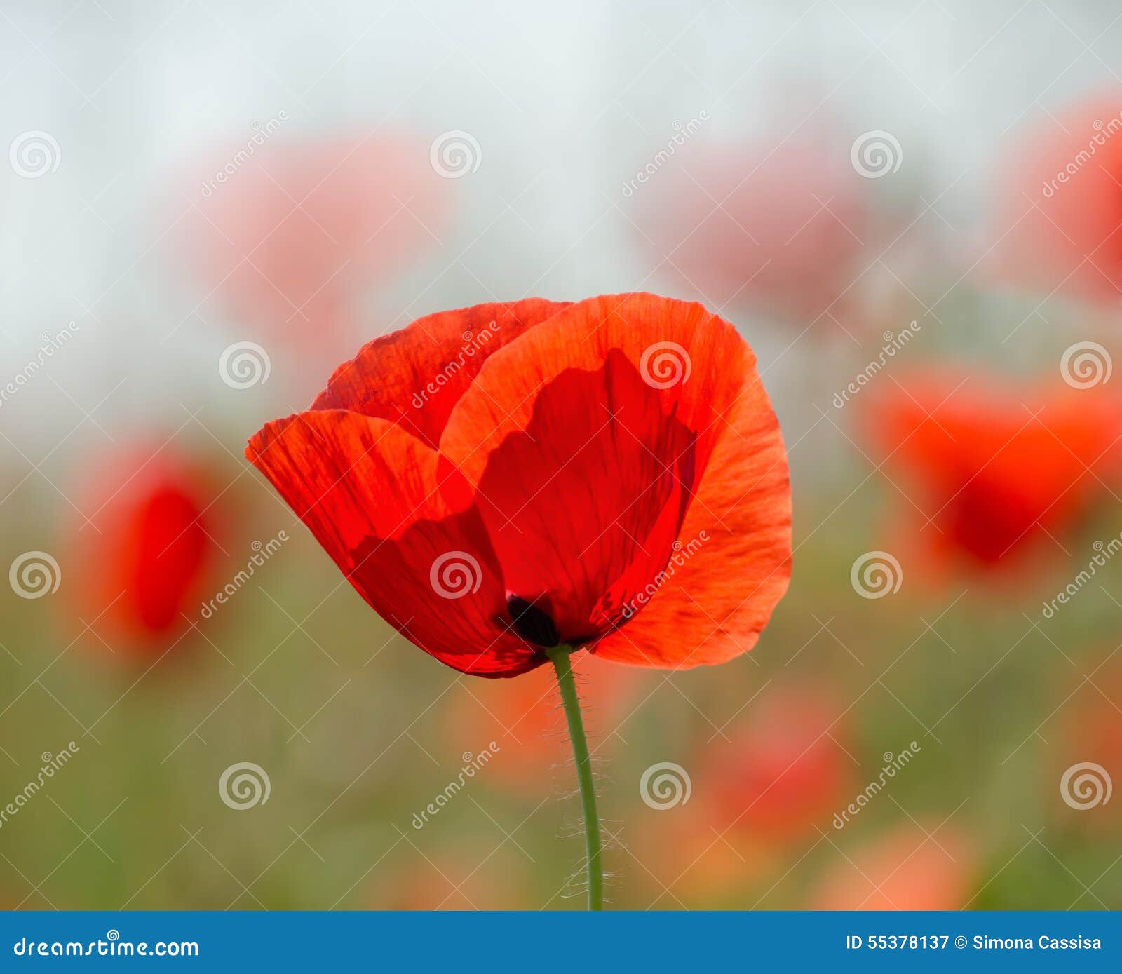 Single Delicate Poppy on a Summer Day Stock Image - Image of poppy ...
