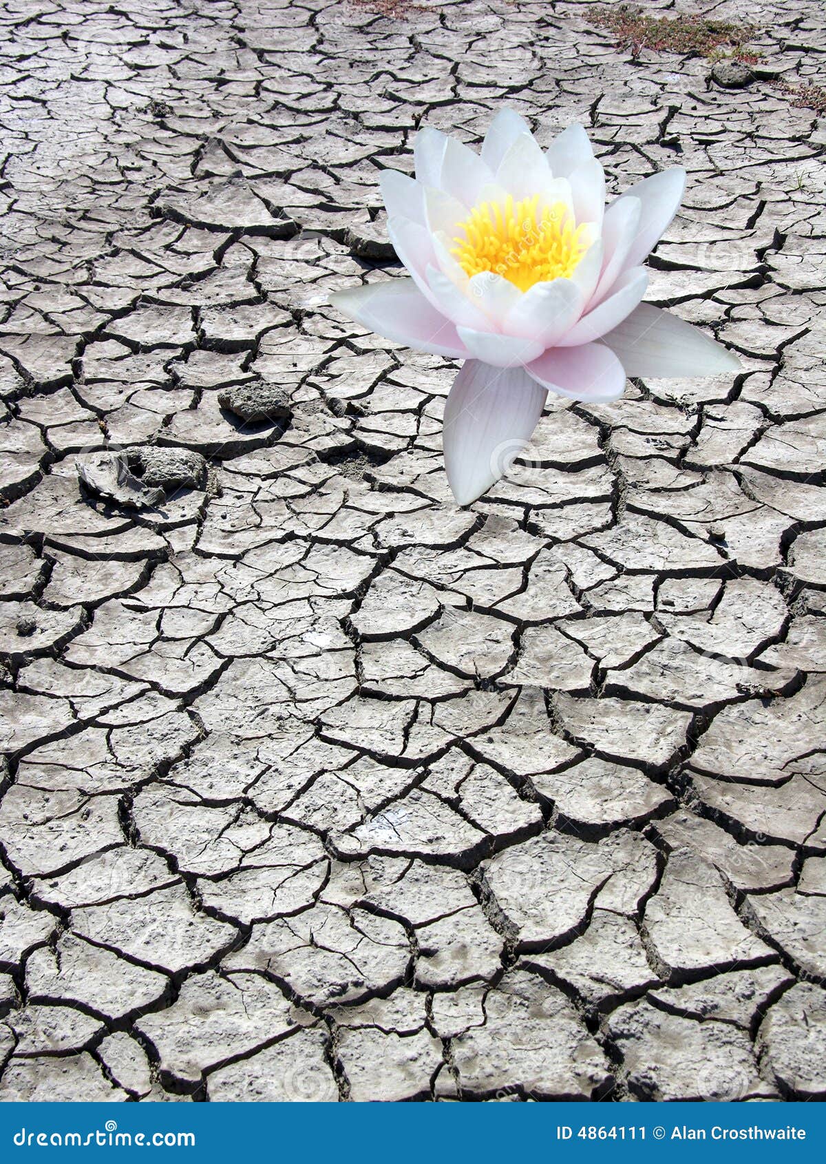 Single Desert Flower stock image. Image of shortage, thirsty - 4864111