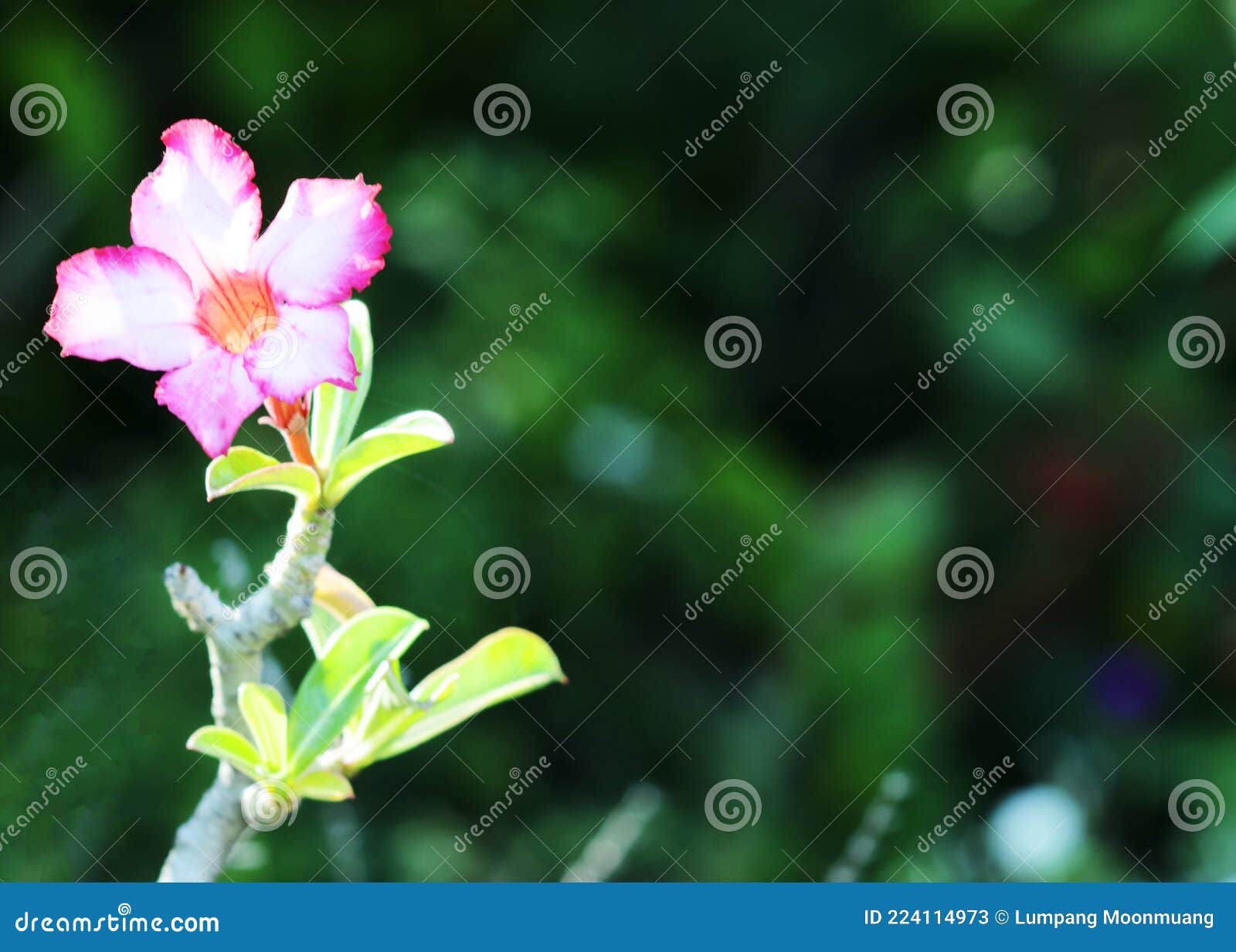 Single Desert Rose Tropical Flower With Bokeh Lights Backgrounds Stock ...