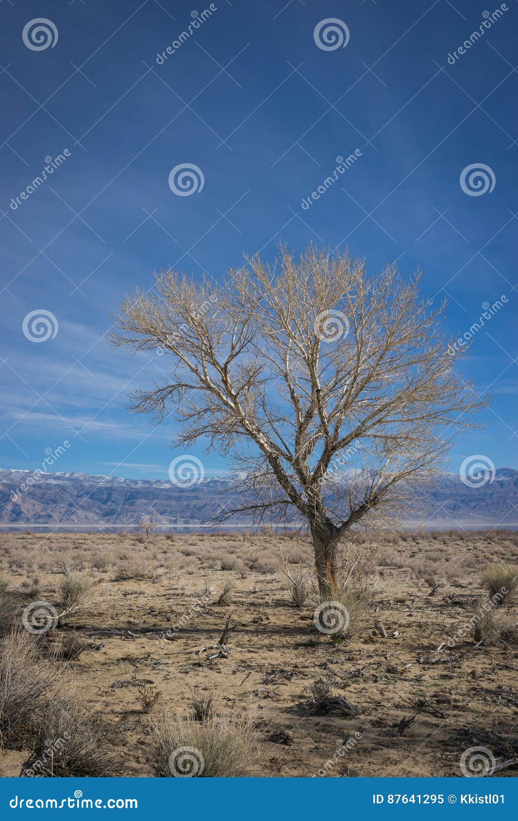 Single Desert Adapted Plant Growing In Namib Desert At Namib-Naukluft ...