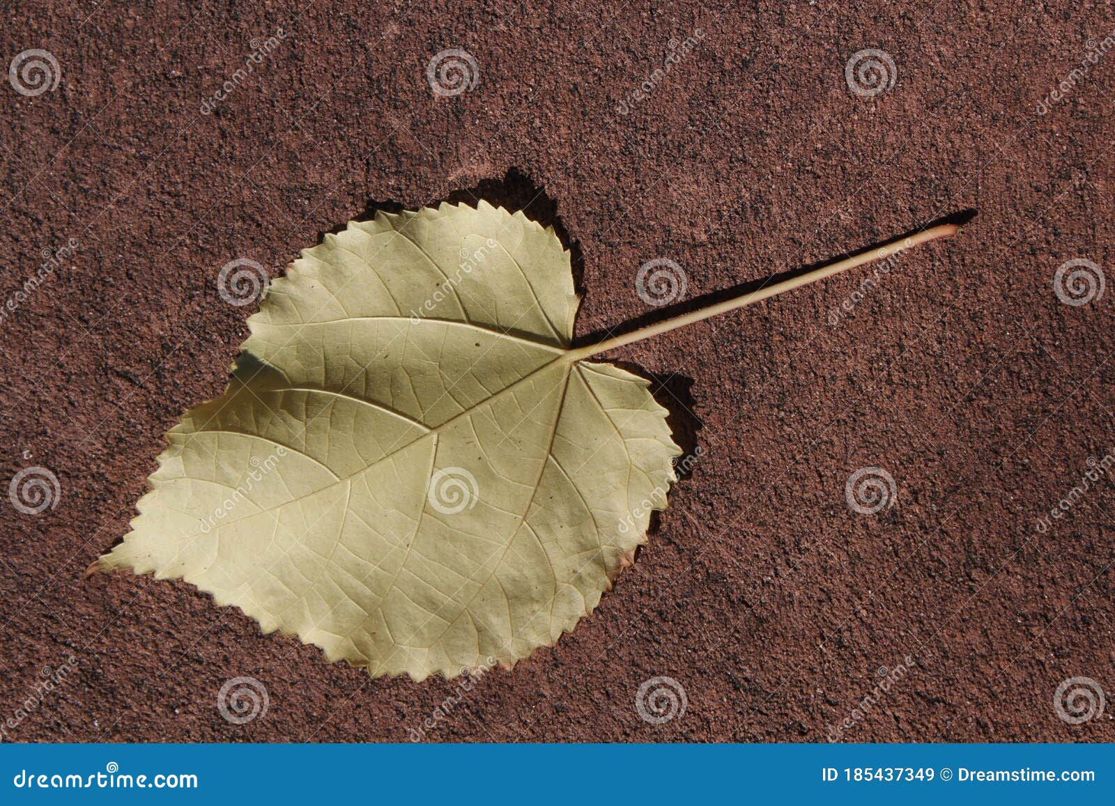 A Single Discarded Leaf on the Cement Ground Stock Image - Image of heart, lost: 185437349