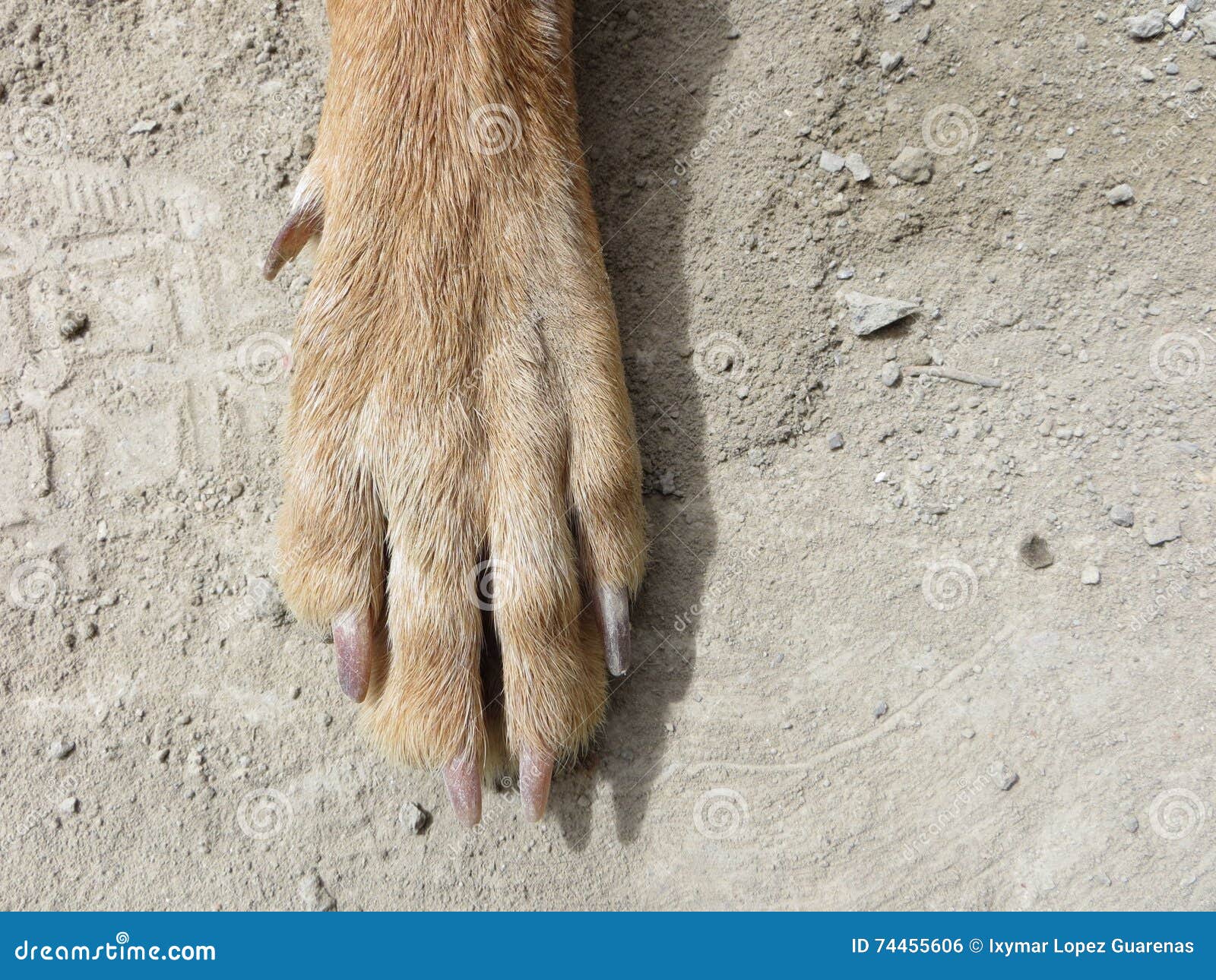 Single dog paw stock photo. Image of mammals, vanilla - 74455606