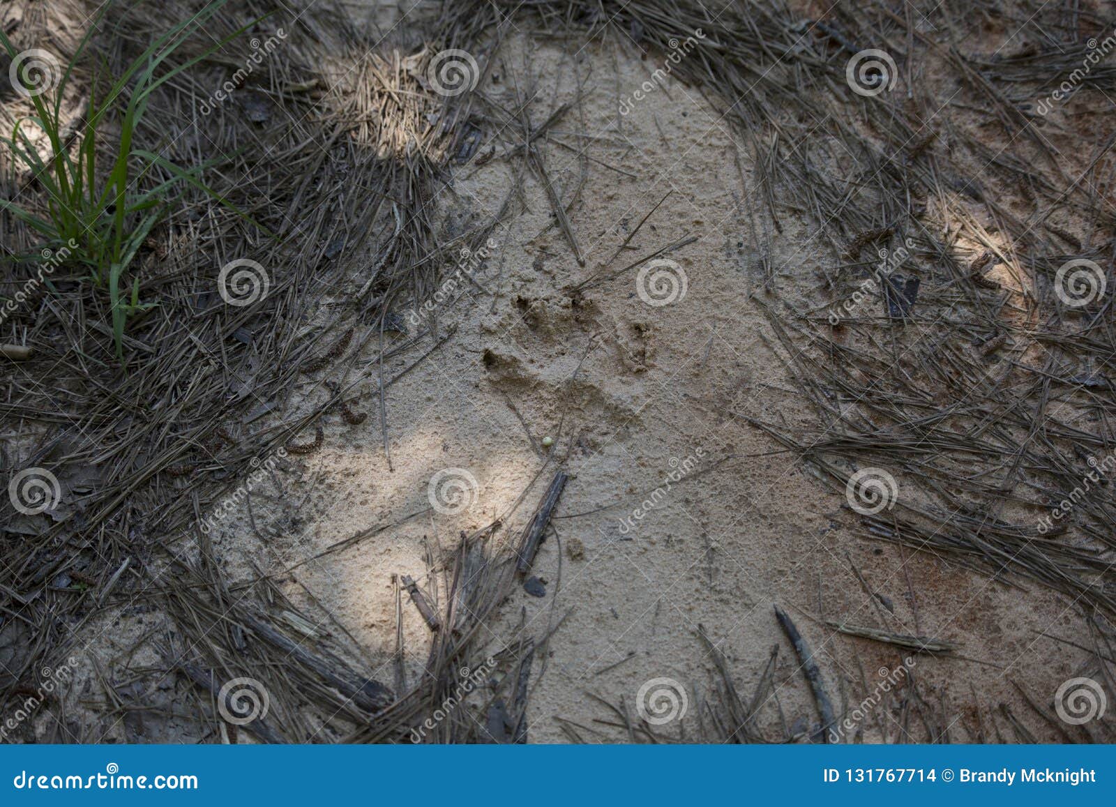 A single dog track stock photo. Image of outside, claw - 131767714