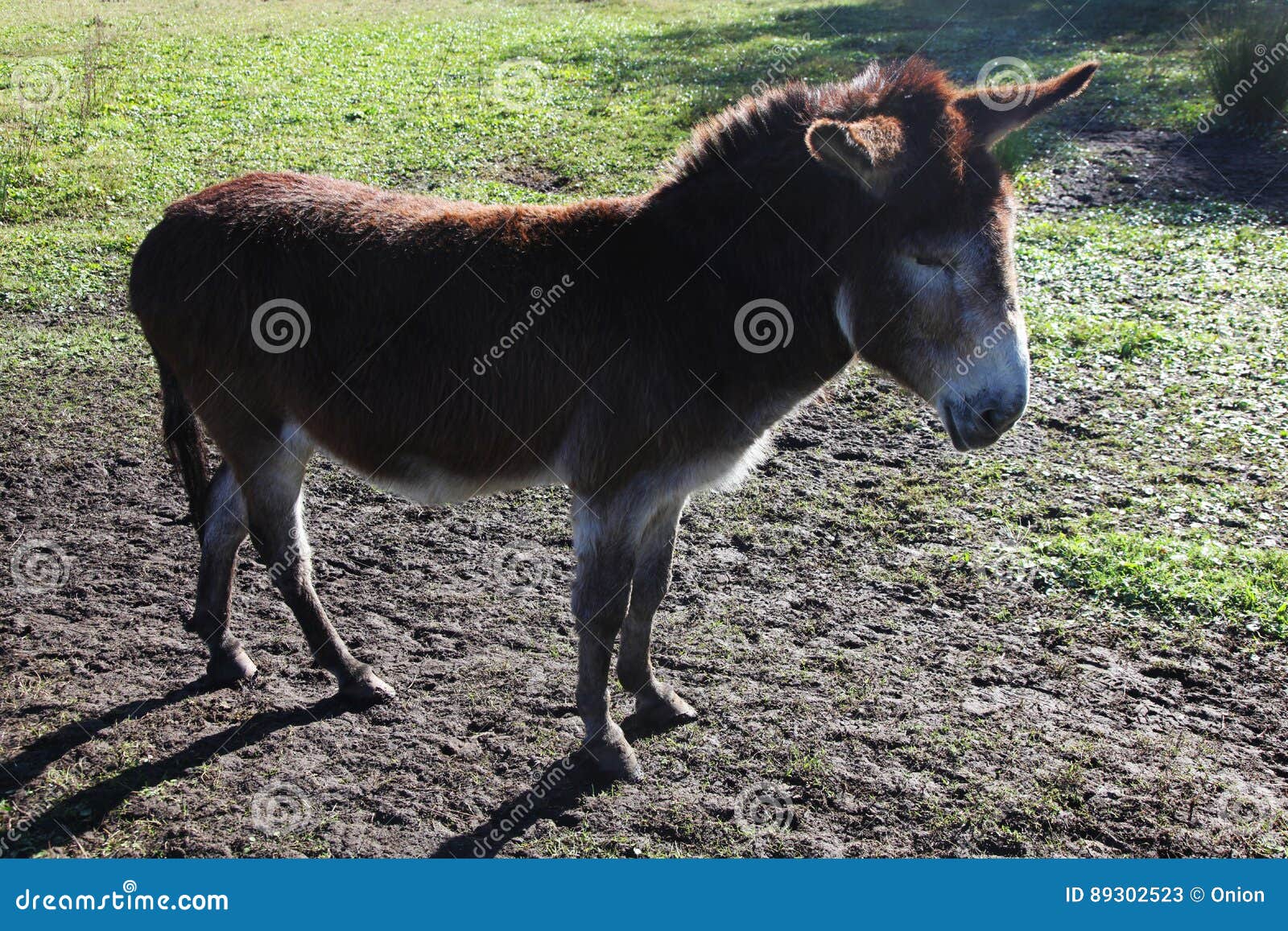 Single donkey stock image. Image of shot, mammal, cute - 89302523