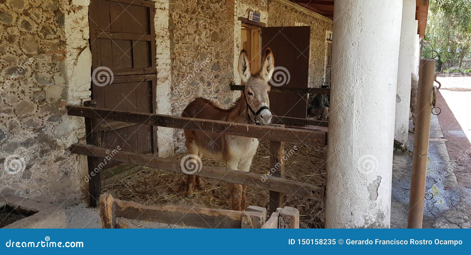 Donkey Stable Stock Photos - Download 877 Royalty Free Photos