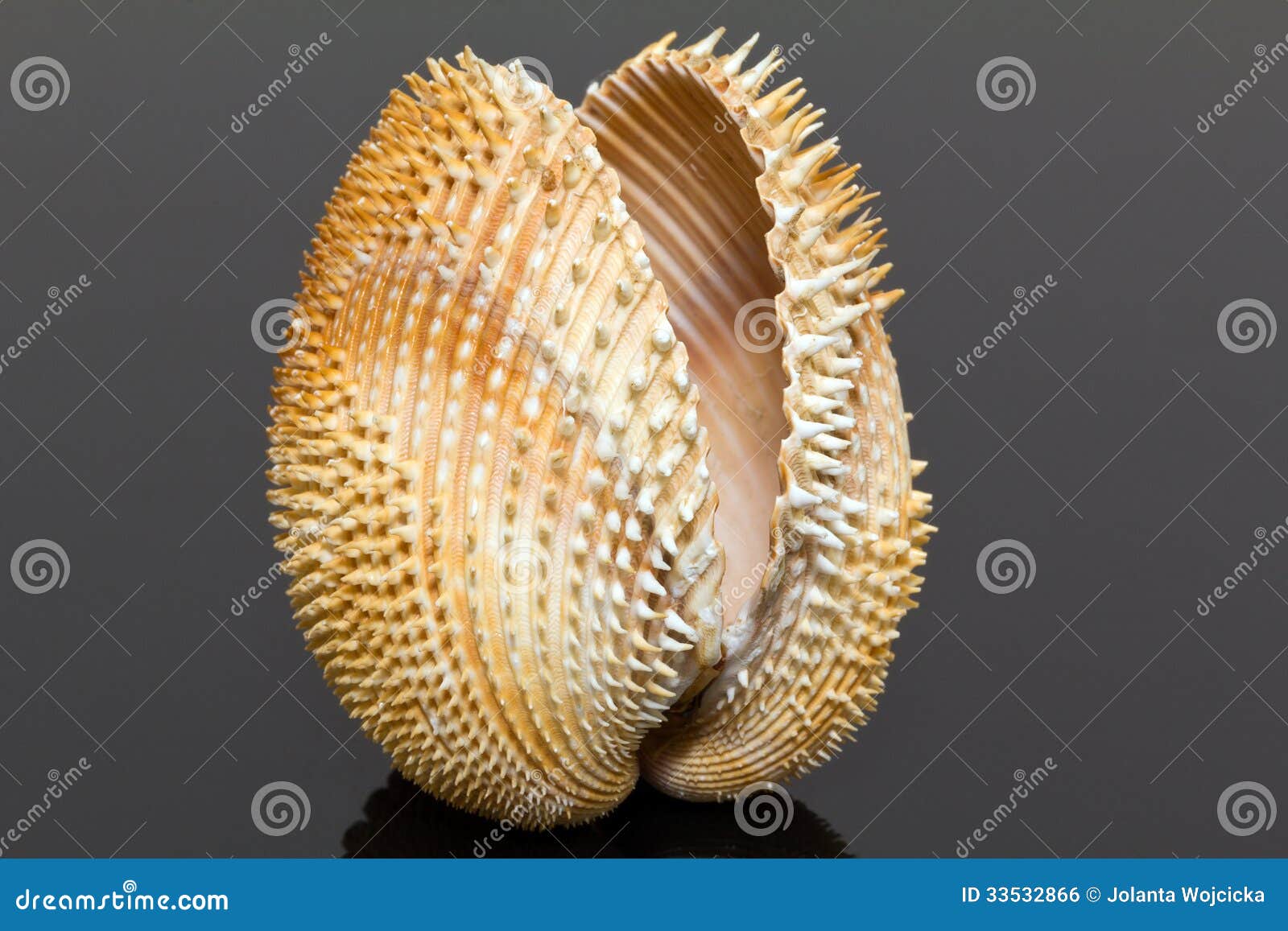 Single Double Seashell of Bivalvia Isolated on Black Background Stock ...