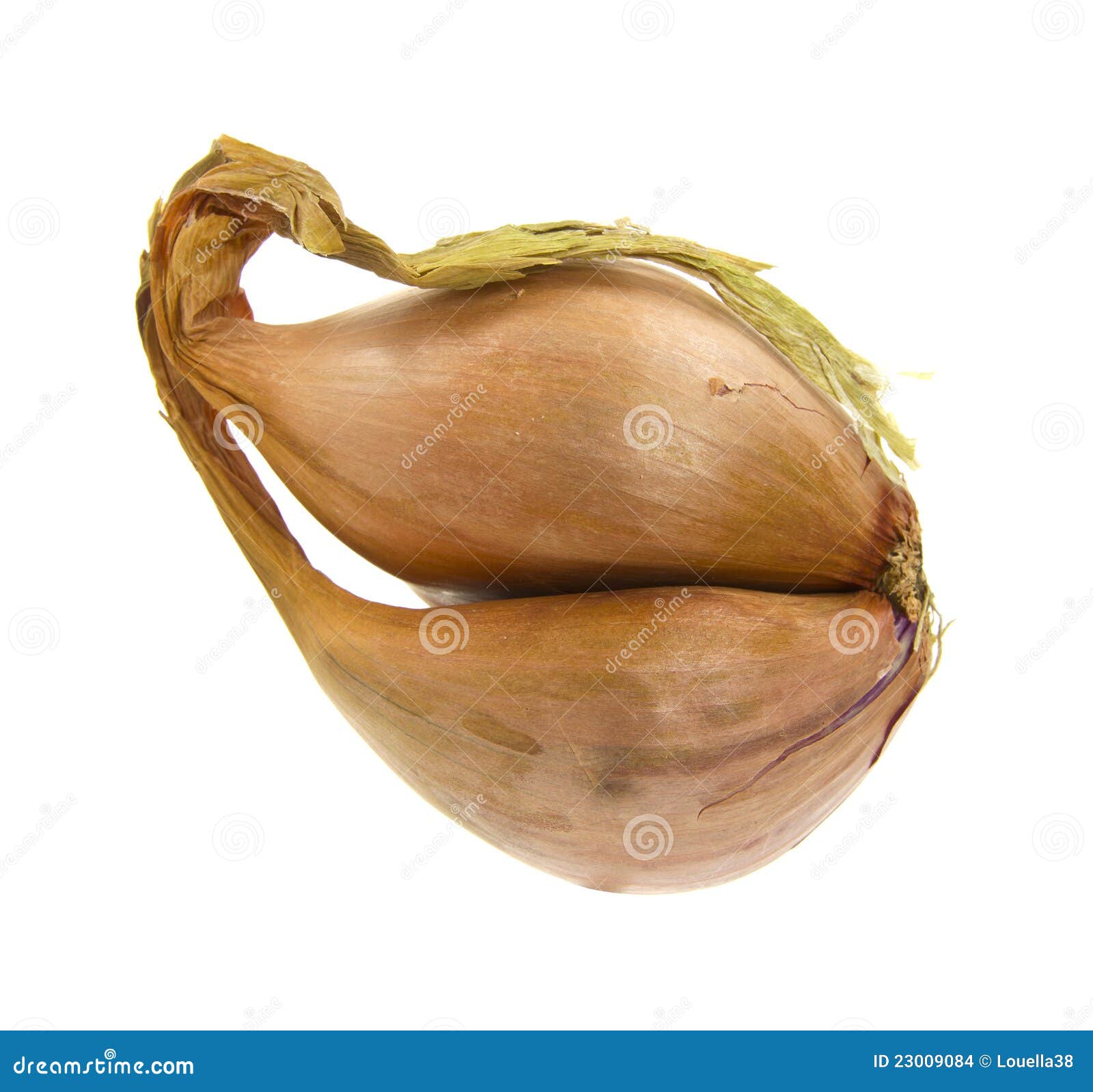 Single Double Shallot Side stock photo. Image of side - 23009084