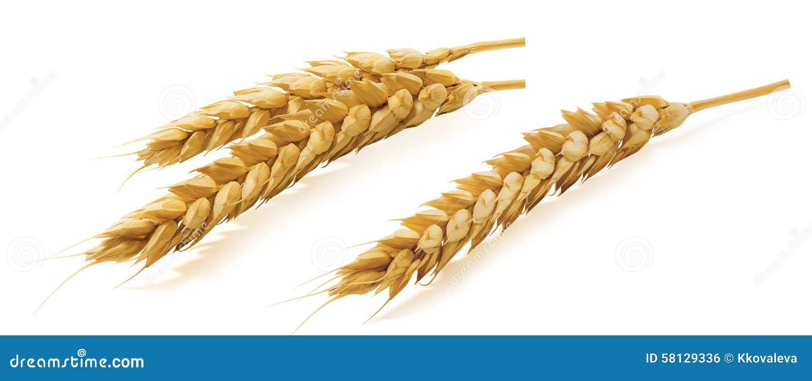 Single Double Wheat Ears Isolated on White Background Stock Photo ...