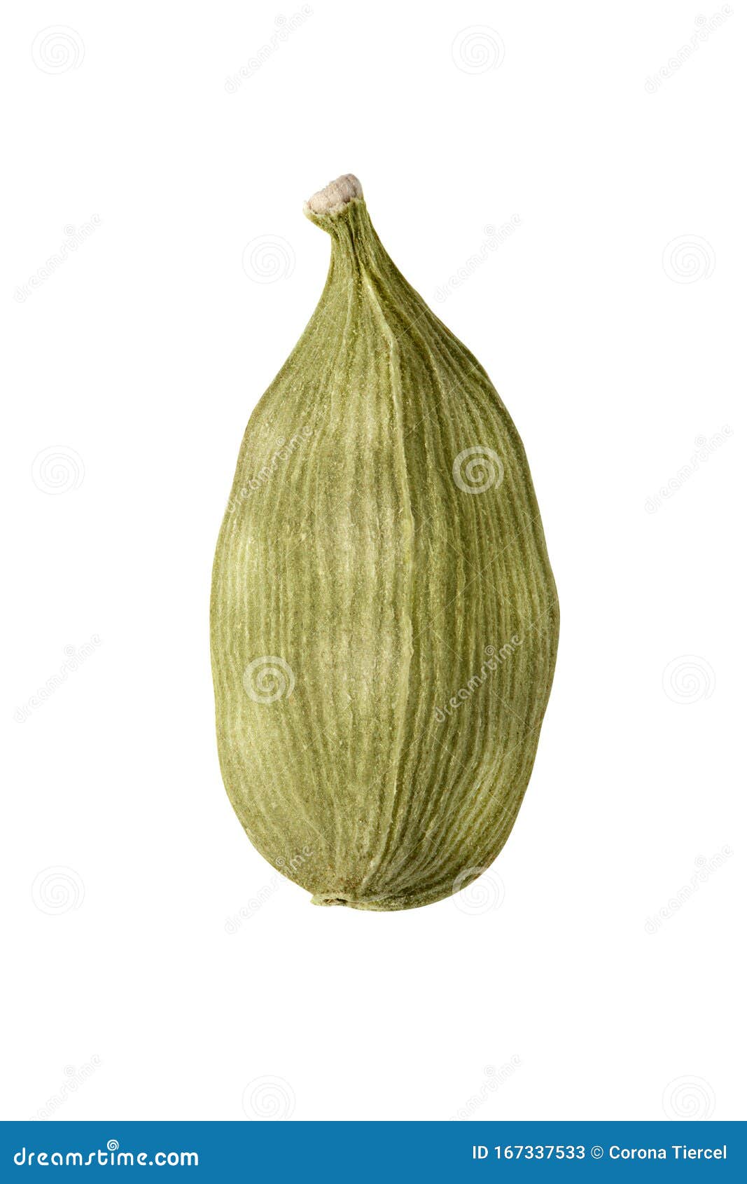 Single Dried Cardamom Seed Isolated on White Stock Image - Image of ...