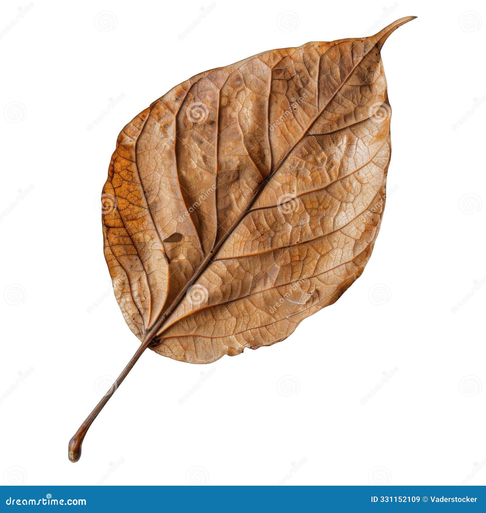 A Single Dried Leaf with Detailed Veins and a Droplet Stock ...