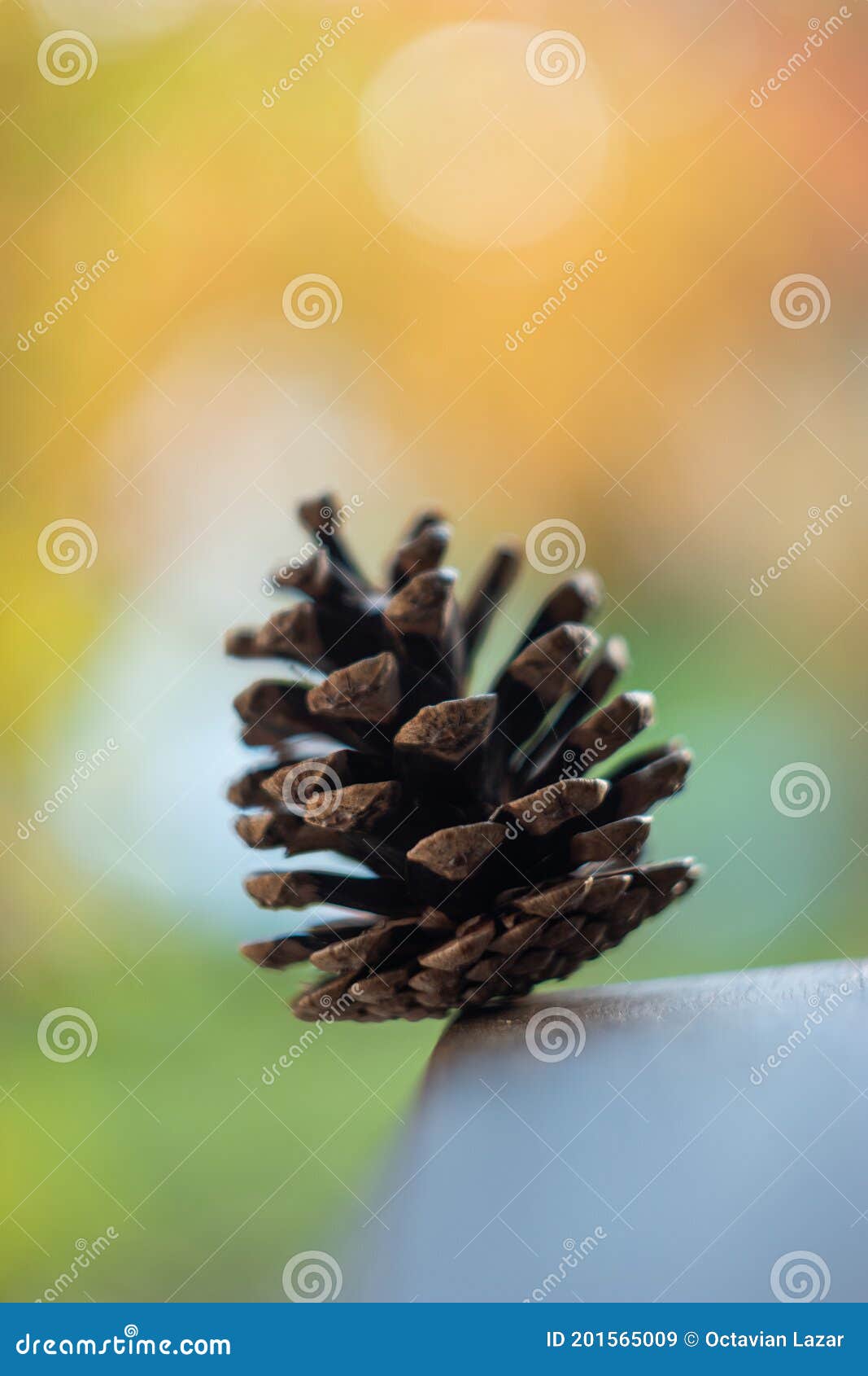 Single Dried Pine Cone Front View Isolated Against Colorful Background ...