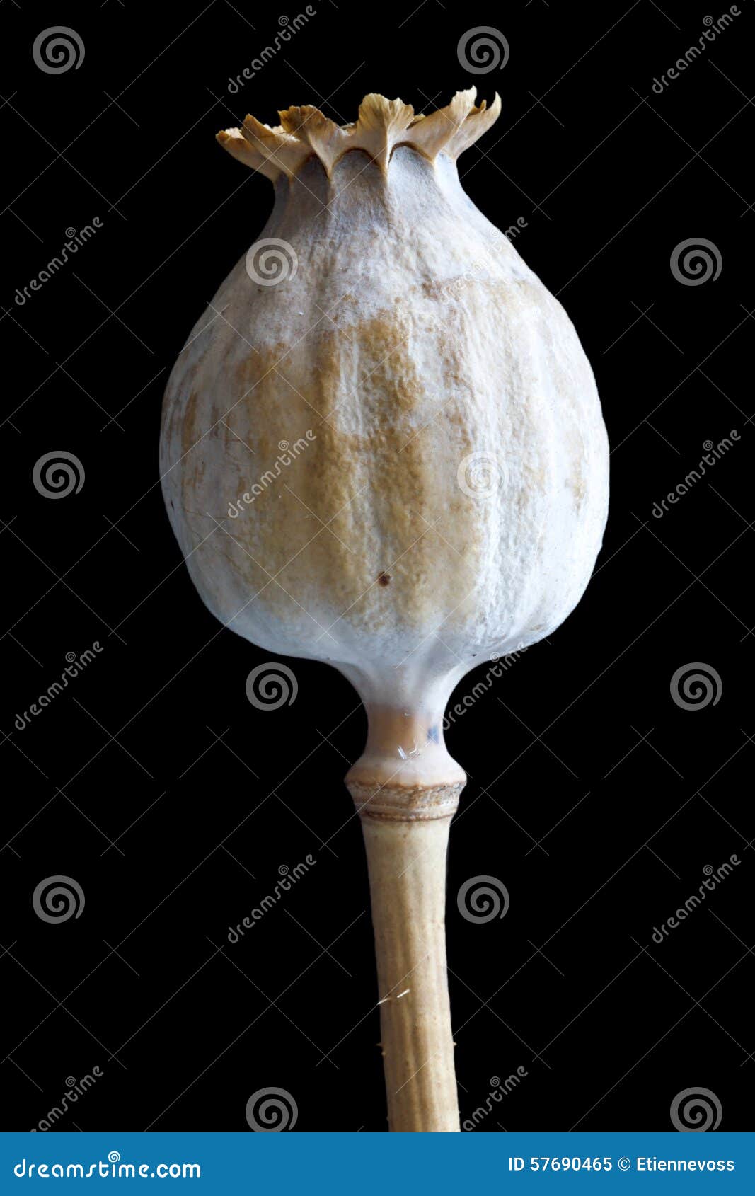 Single Dried Poppy Seed Pod Isolated on Black. Stock Image - Image of ...