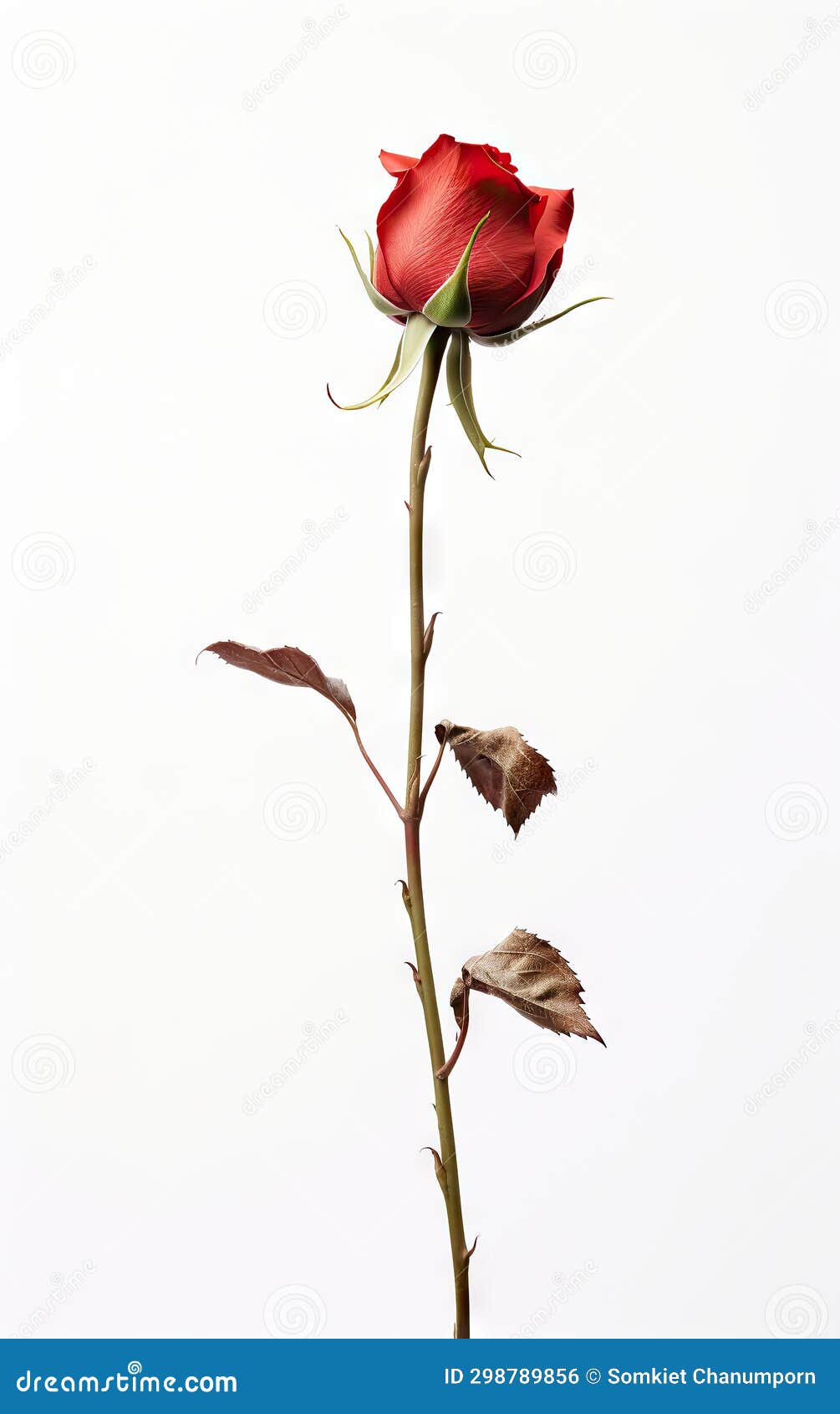 Single Dried Red Roses Isolated on a White Background Stock Photo ...