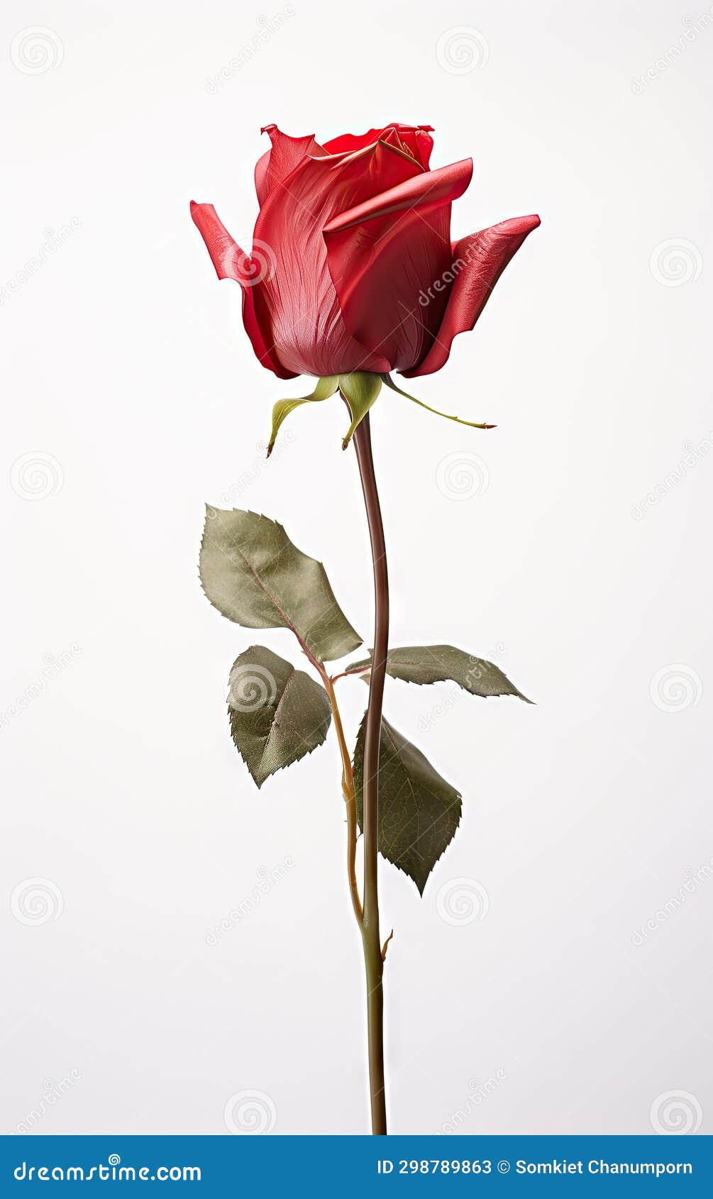 Single Dried Red Roses Isolated on a White Background Stock Image ...