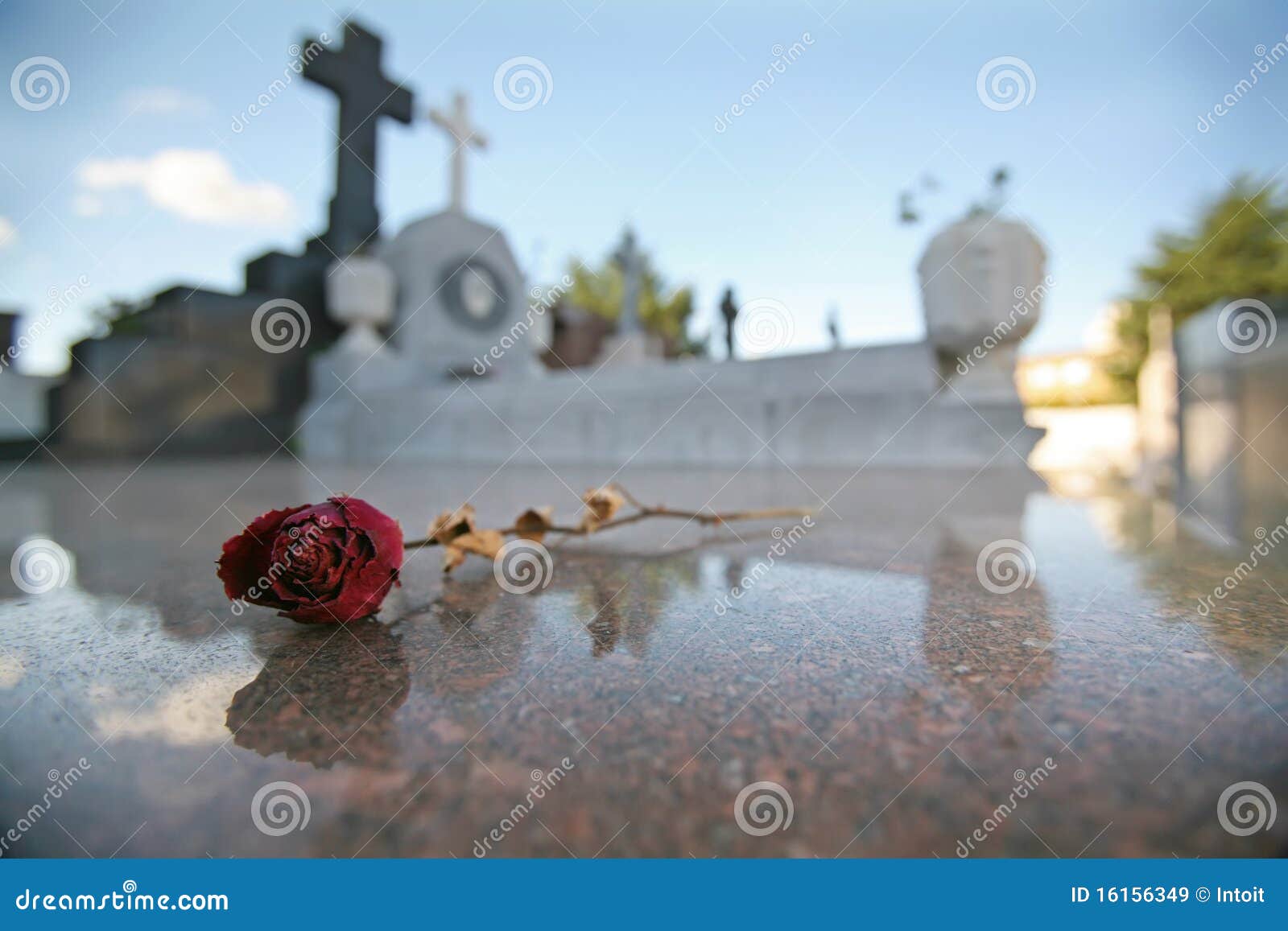 Single Dried Rose on Tomb in Graveyard Stock Image - Image of grave ...