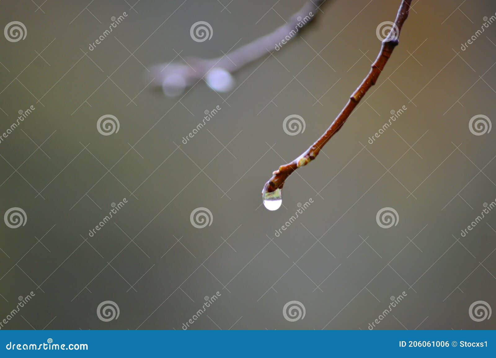 Single drop of rain stock photo. Image of rain, single - 206061006