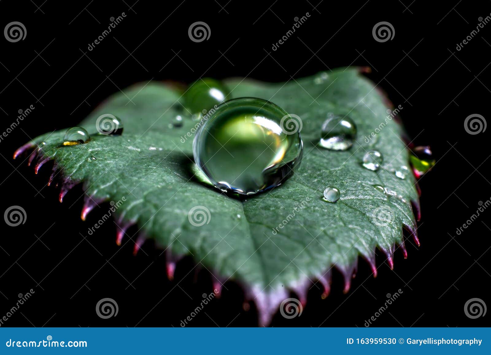 A large water drop macro stock photo. Image of close - 163959530