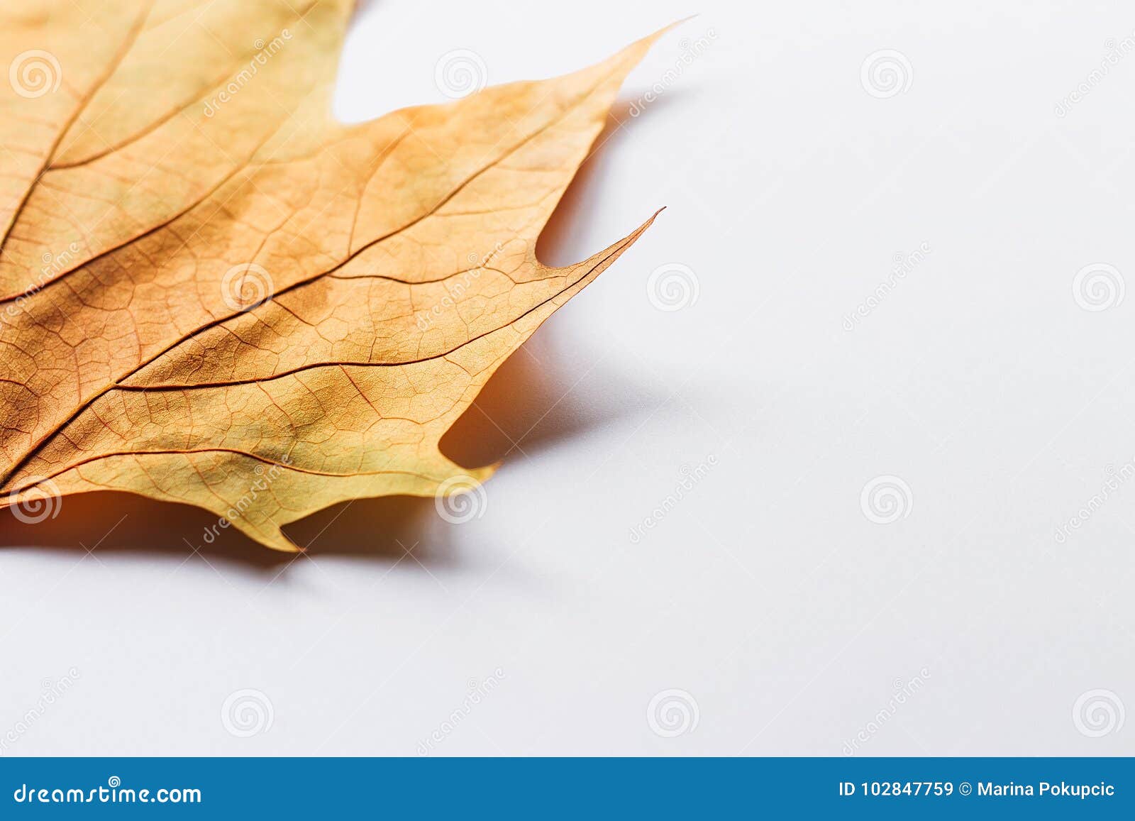 Single Dry Autumn Leaf on a White Background Stock Image - Image of ...