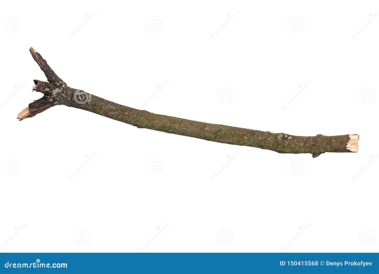 Dry tree branch on white stock photo. Image of bare - 150415568 Dry tree branch on white stock photo. Image of bare - 150415568