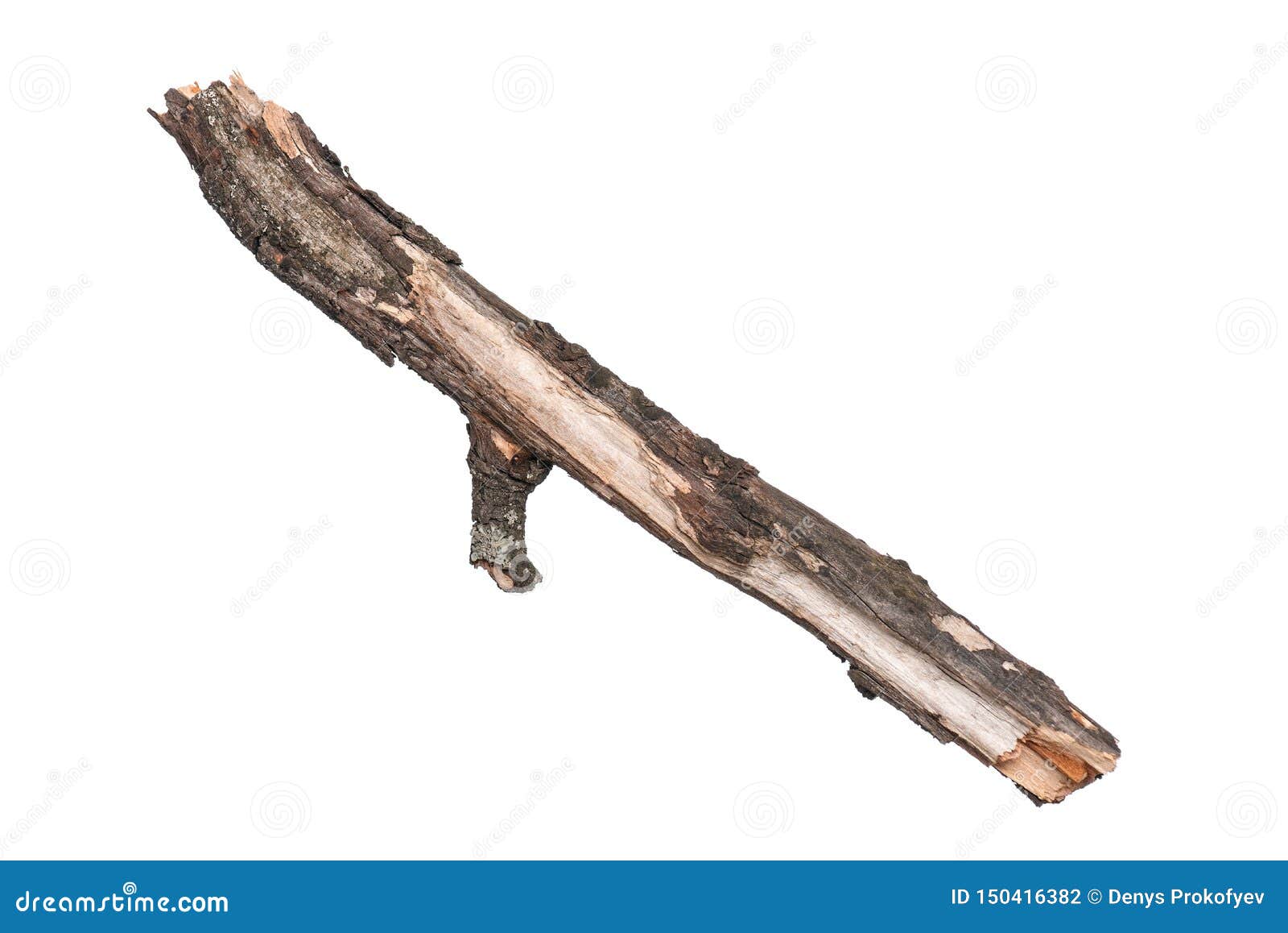 Dry tree branch on white stock photo. Image of drought - 150416382 Dry tree branch on white stock photo. Image of drought - 150416382