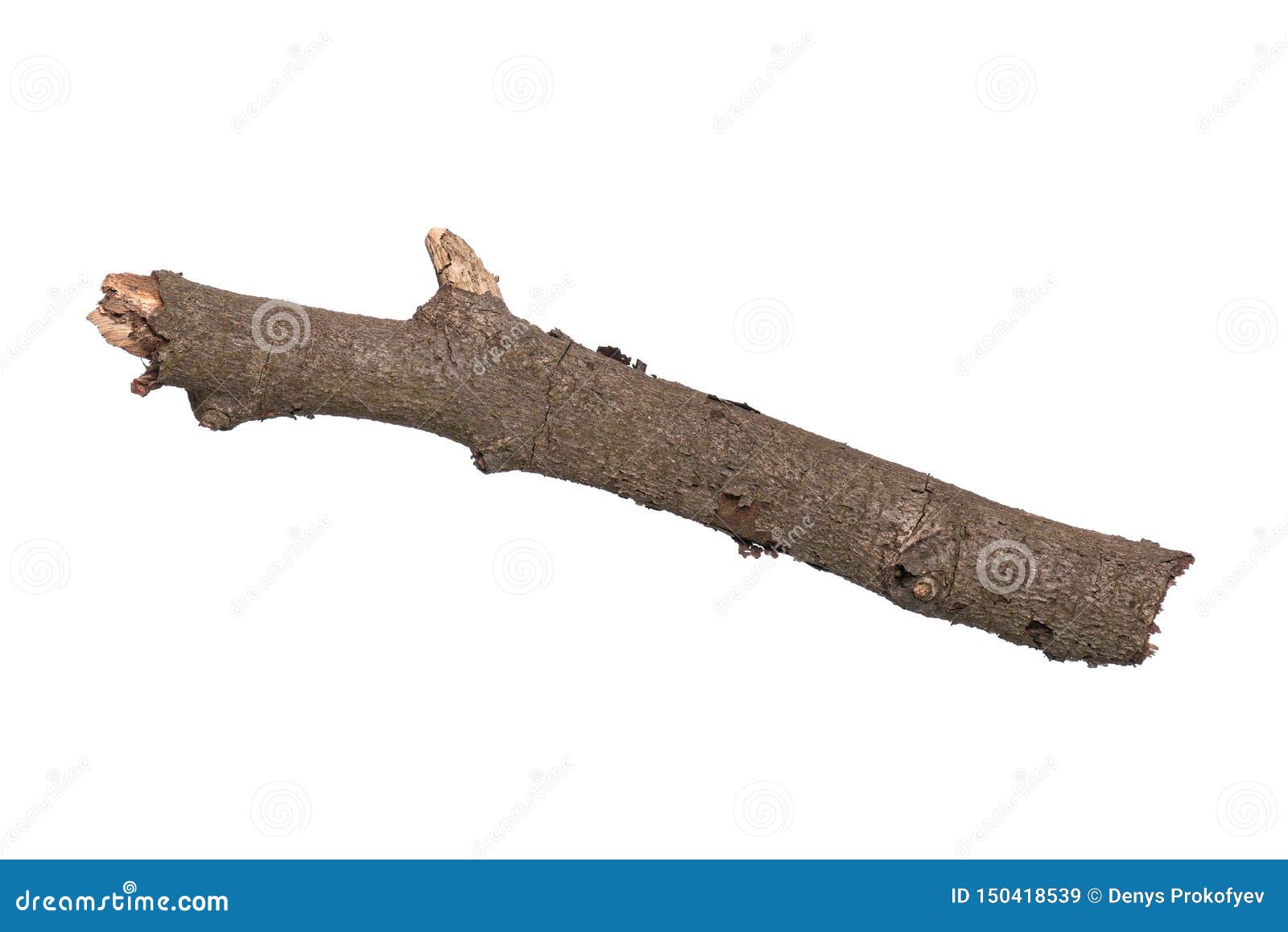 Dry tree branch on white stock image. Image of dead - 150418539 Dry tree branch on white stock image. Image of dead - 150418539