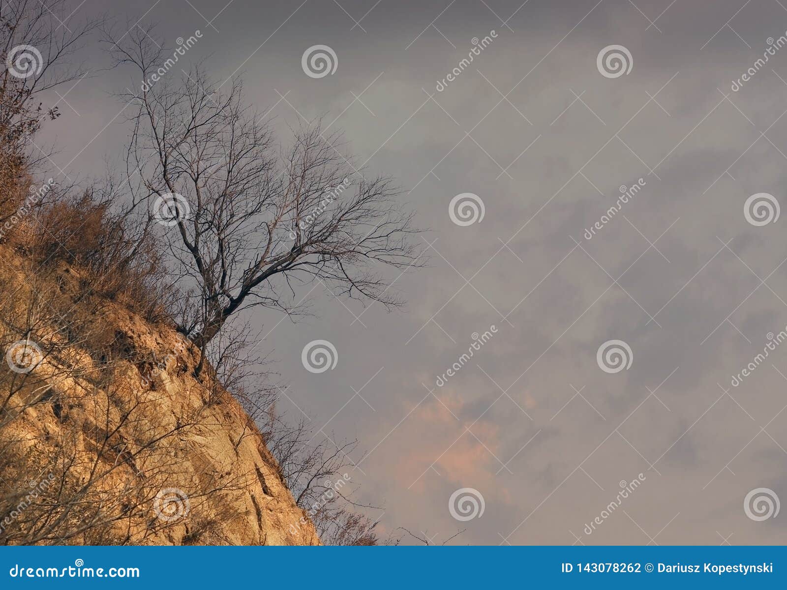 Single dry tree stock photo. Image of dramatic, china - 143078262