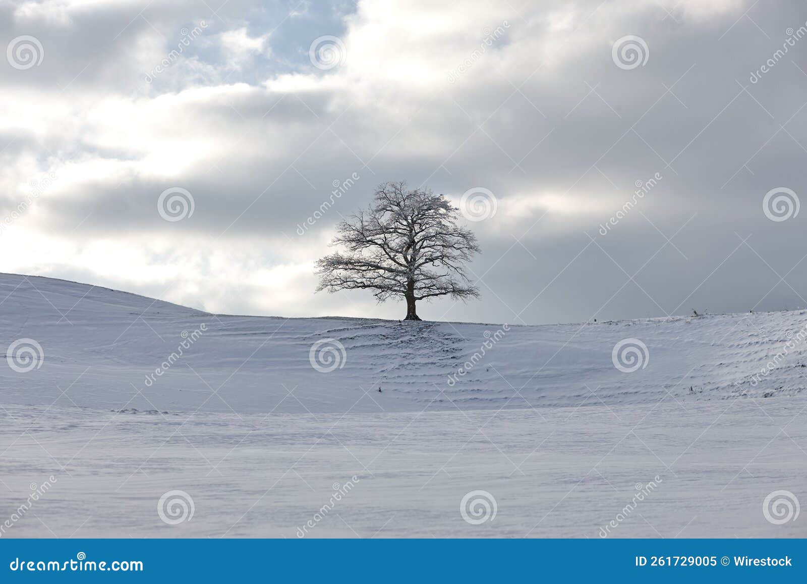 Single and Dry Tree on a Snowy Hill Stock Image - Image of wood, hill ...