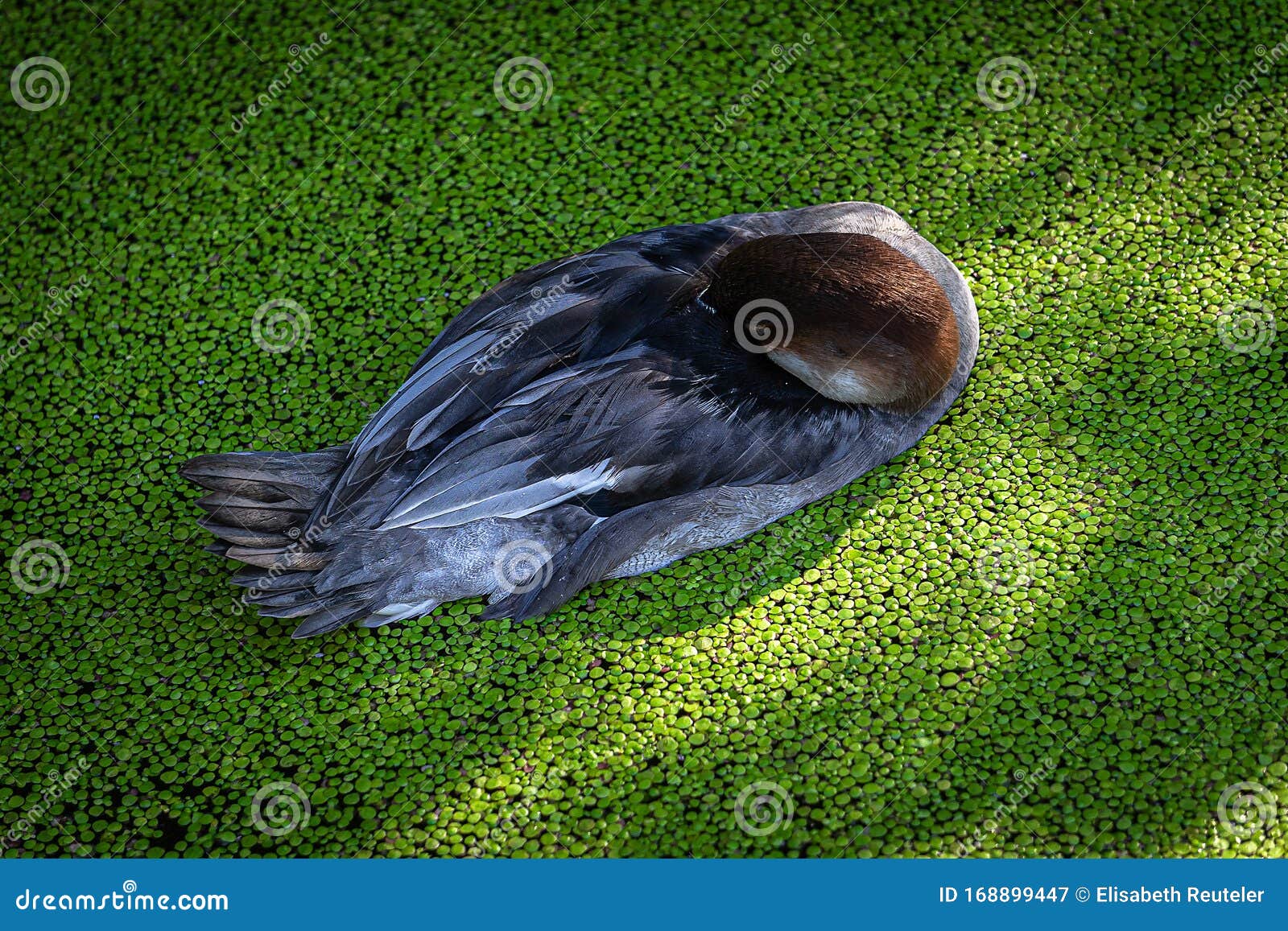 Single duck in green pond stock image. Image of birds - 168899447