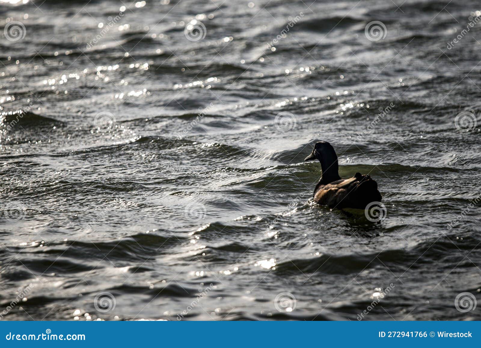 Single Duck Gliding Gracefully Across the Surface of a Tranquil Lake ...
