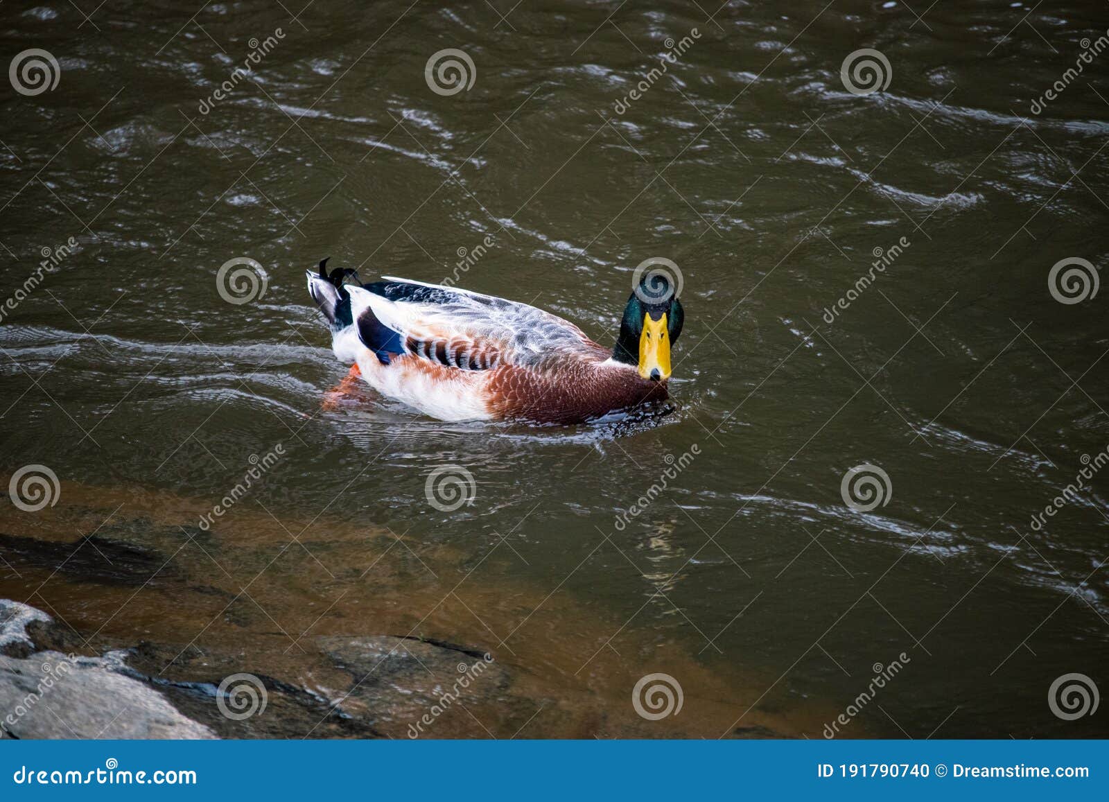 Single Duck Looking Directly into the Camera Stock Photo - Image of ...