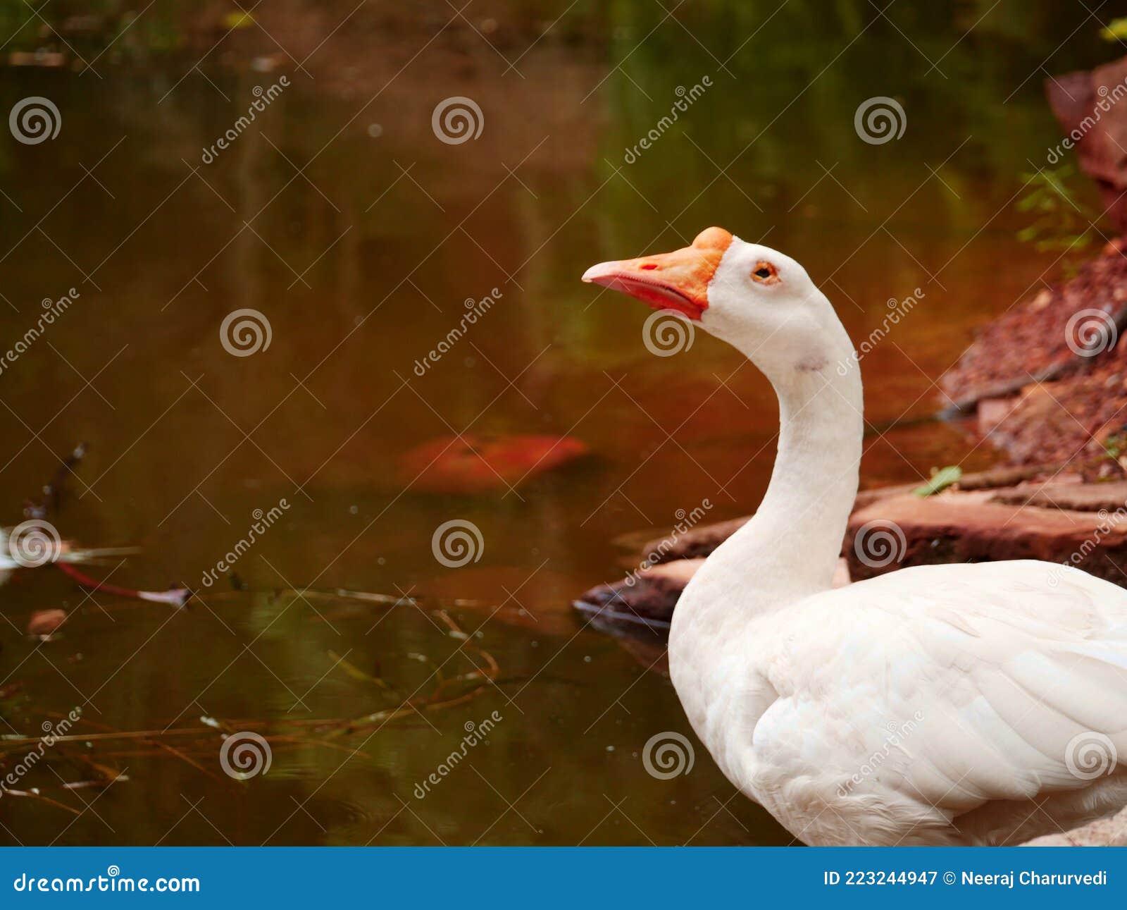 Single Duck Looking on Left Side at Beautiful Lake Water Stock Image ...
