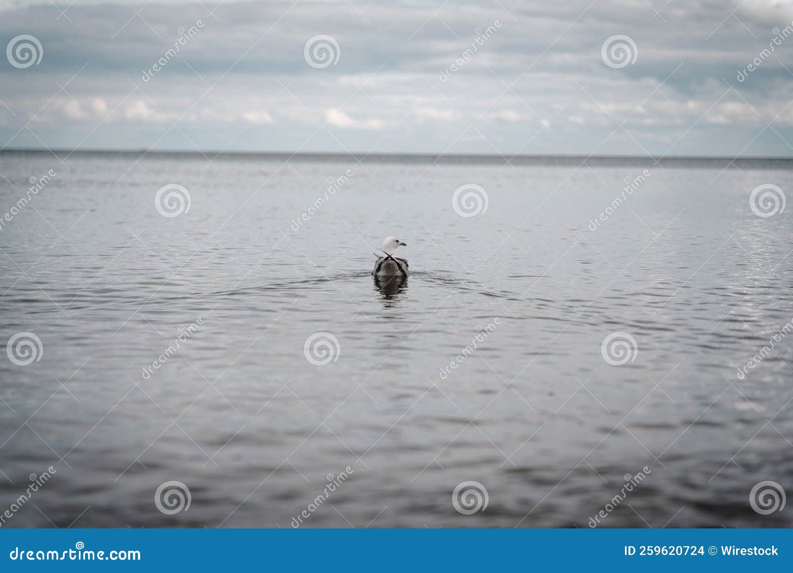 Single Duck Swimming in the Baltic Sea Stock Photo - Image of creature ...