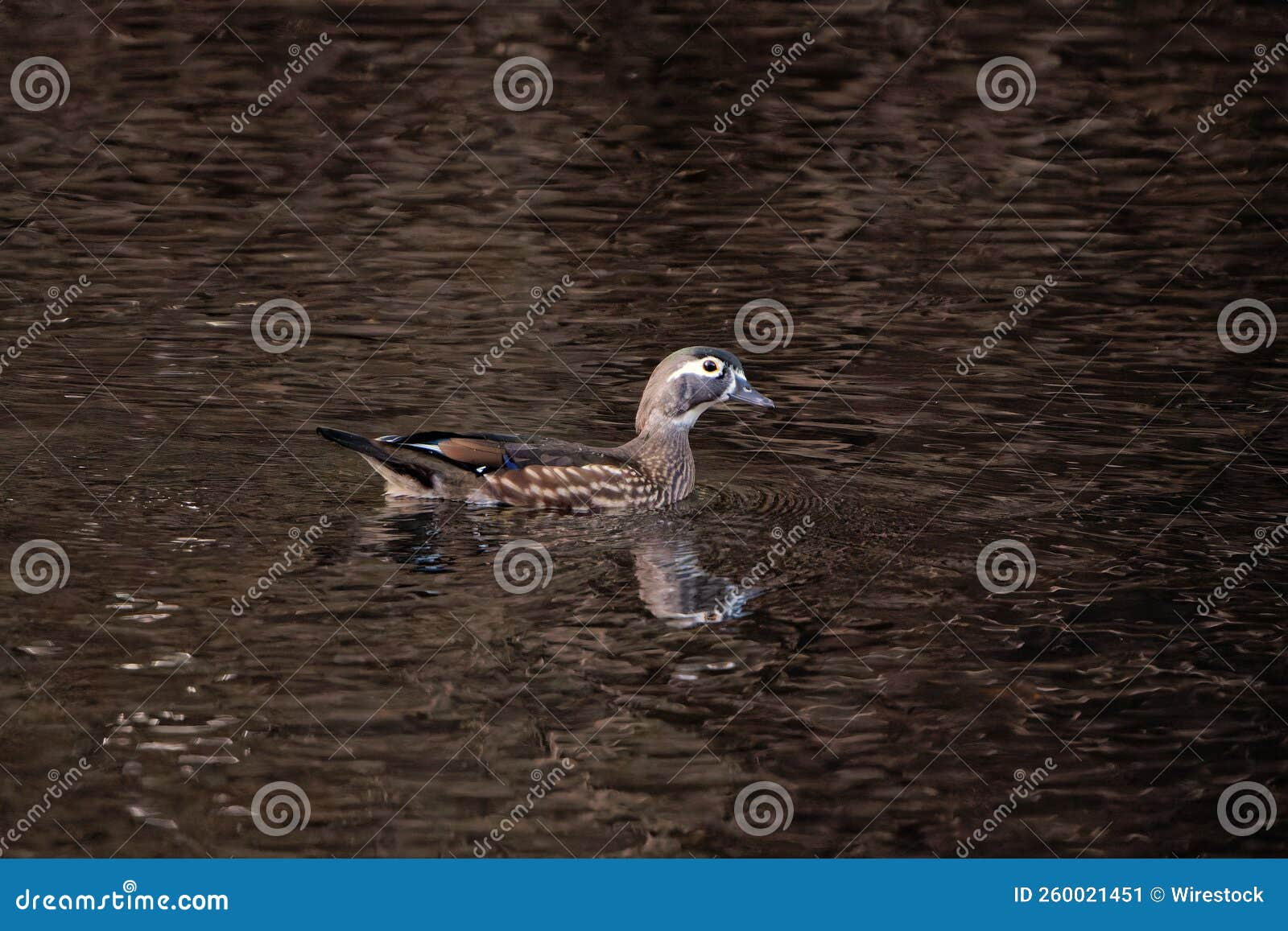 Single Duck Swimming in a Lake Stock Image - Image of swimming, look ...