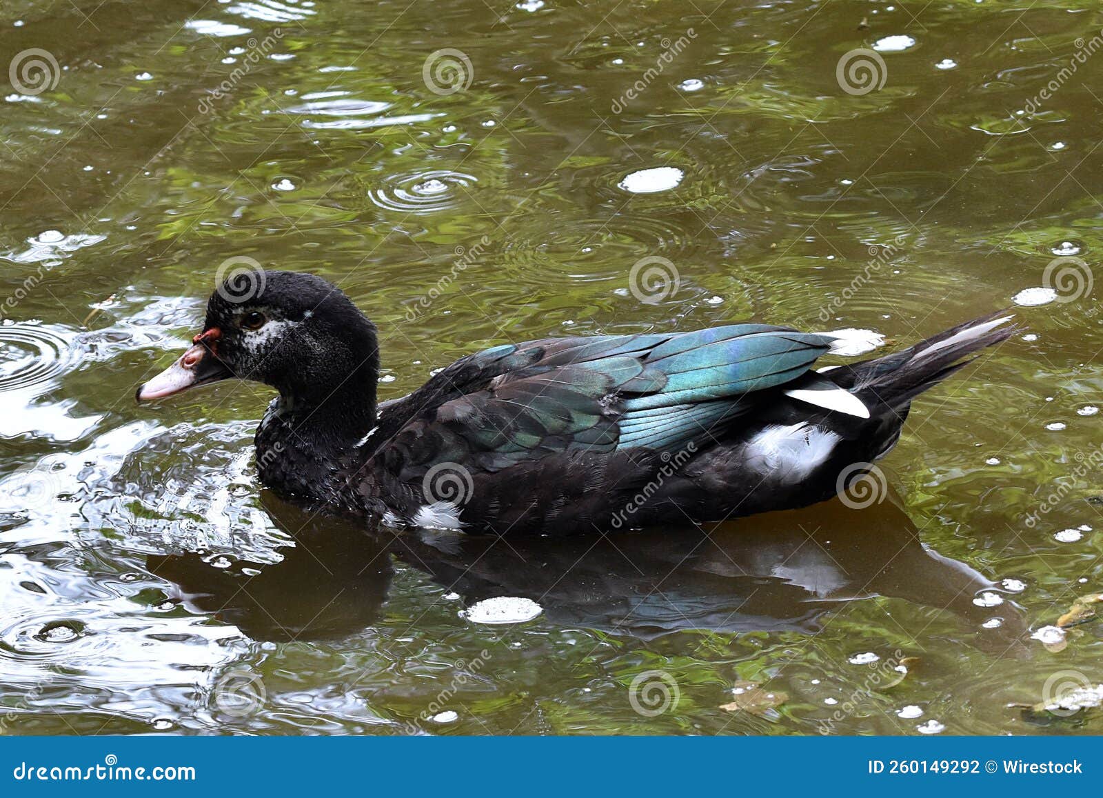 Single Duck Swimming in the River Stock Photo - Image of aqua, river ...