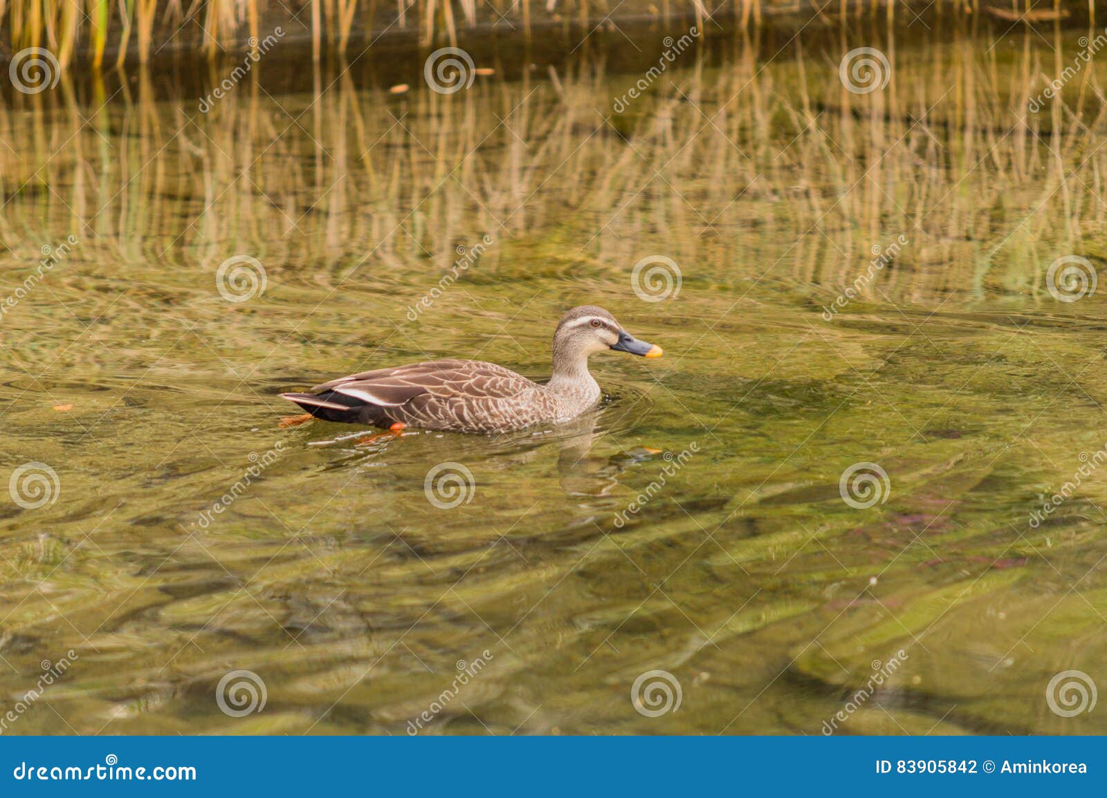 Single Duck Swimming in a River Stock Photo - Image of water, blue ...
