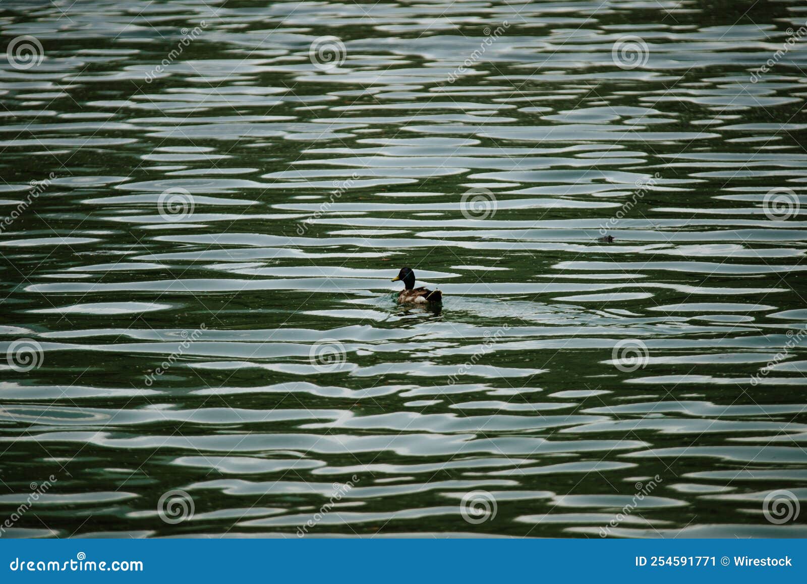 Single Duck Swimming in the Water Stock Image - Image of natural ...