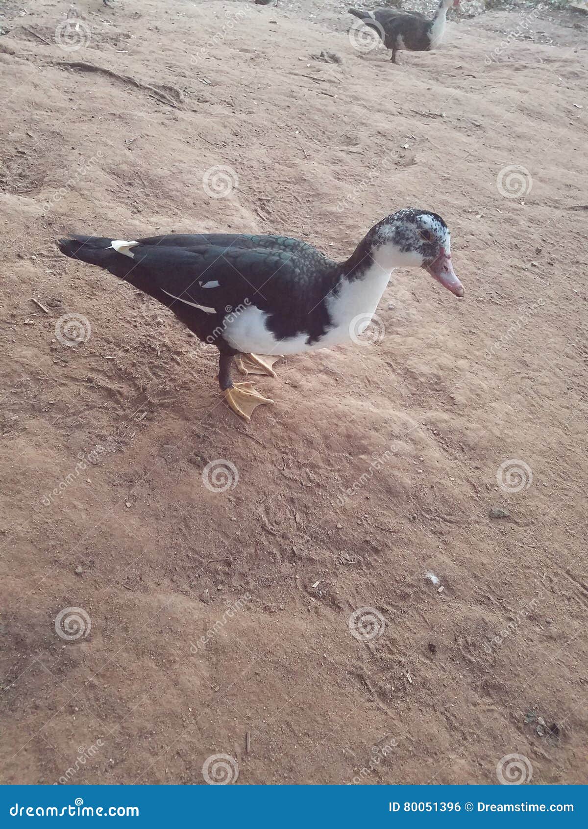 Single Duck stock photo. Image of animals, ourdoors, single - 80051396