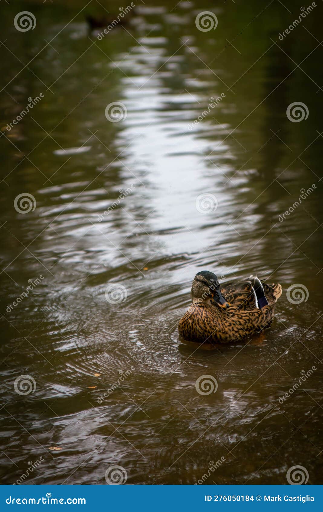 Single Duck in Water in Greenville, SC Stock Photo - Image of feather ...