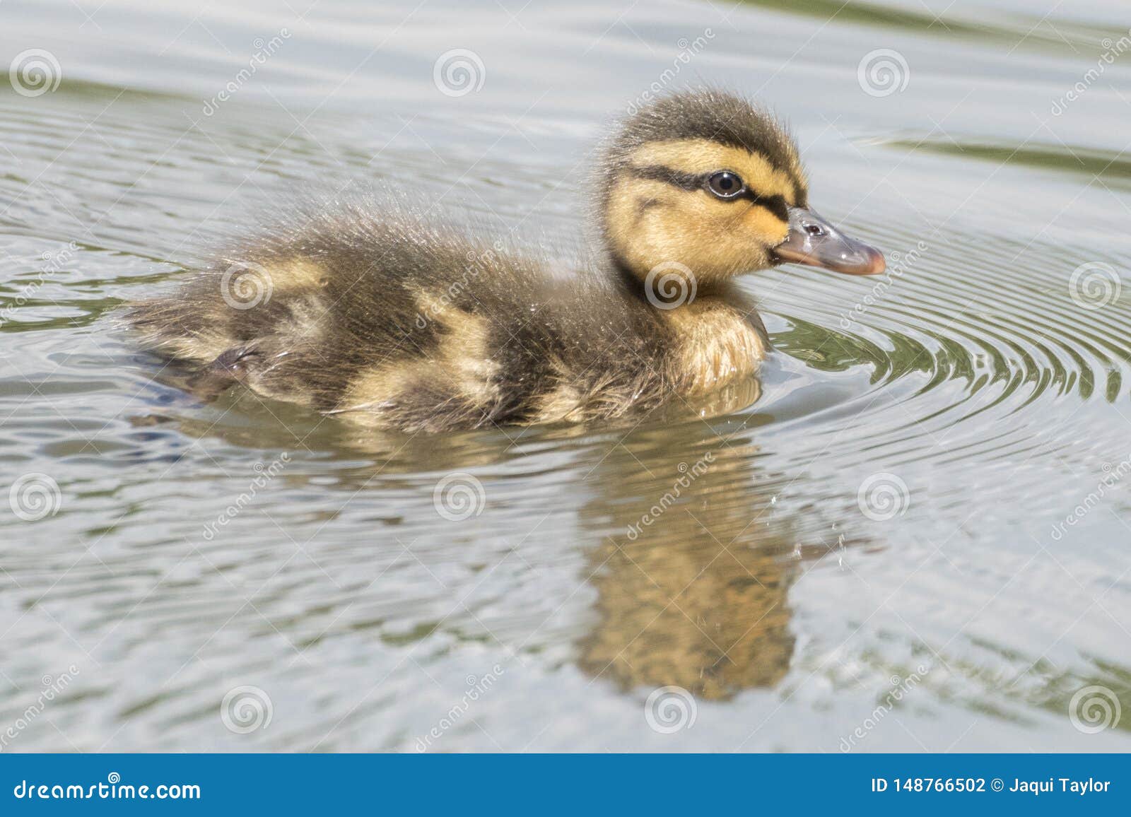 A Duckling on Southampton Common Stock Photo - Image of single, alone ...