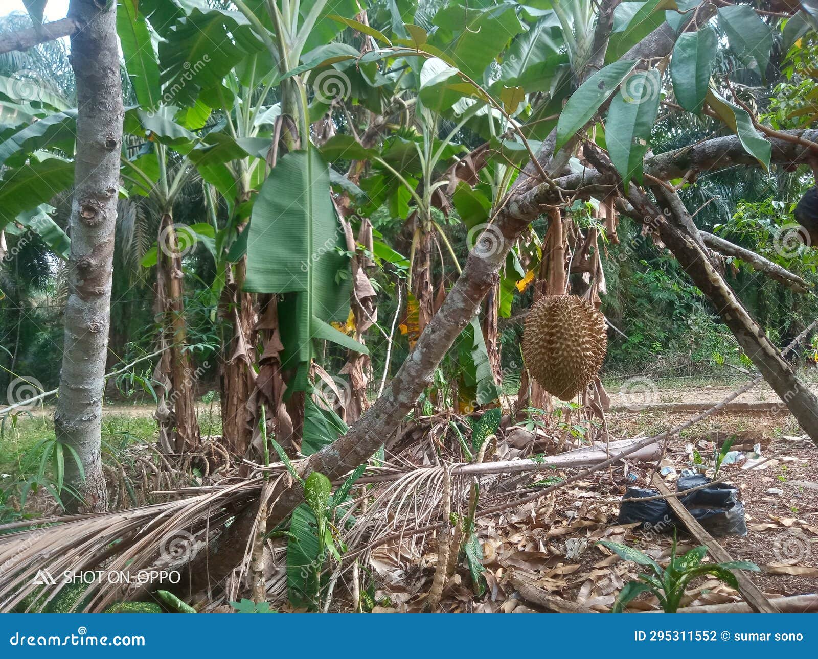 Single durian fruit stock photo. Image of fruit, branch - 295311552