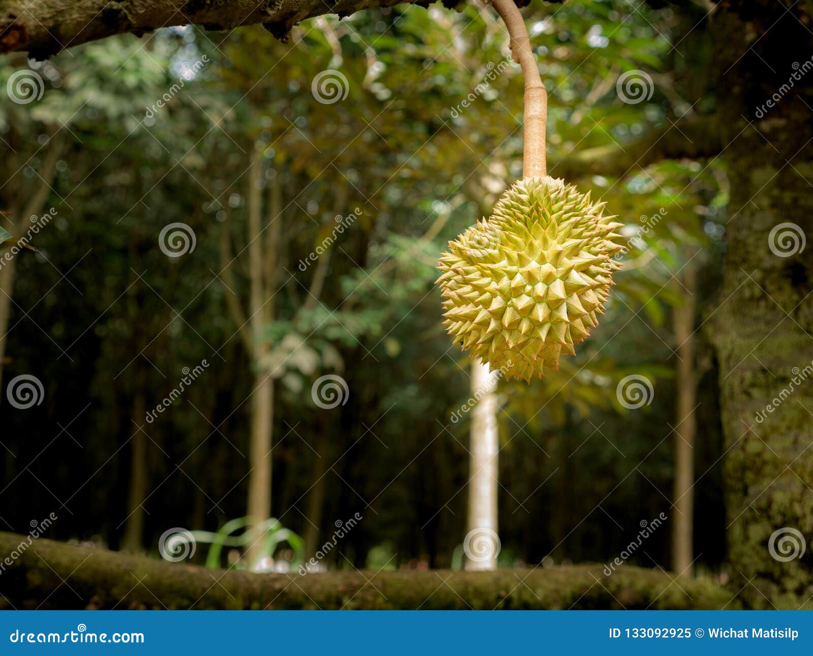 Single Durian Hanging on the Tree Stock Image - Image of health ...